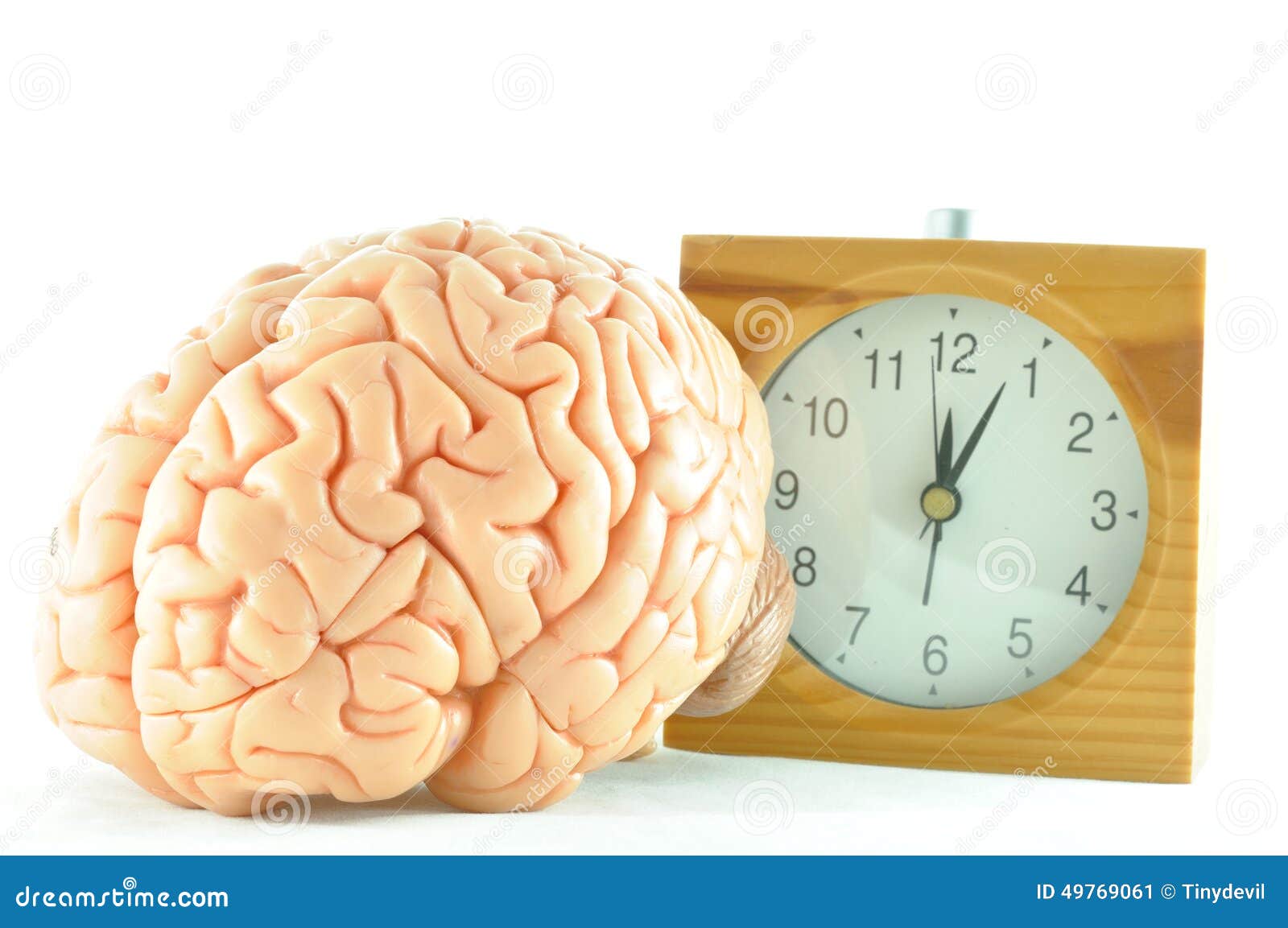 Human brain model stock image. Image of central, lobe - 49769061