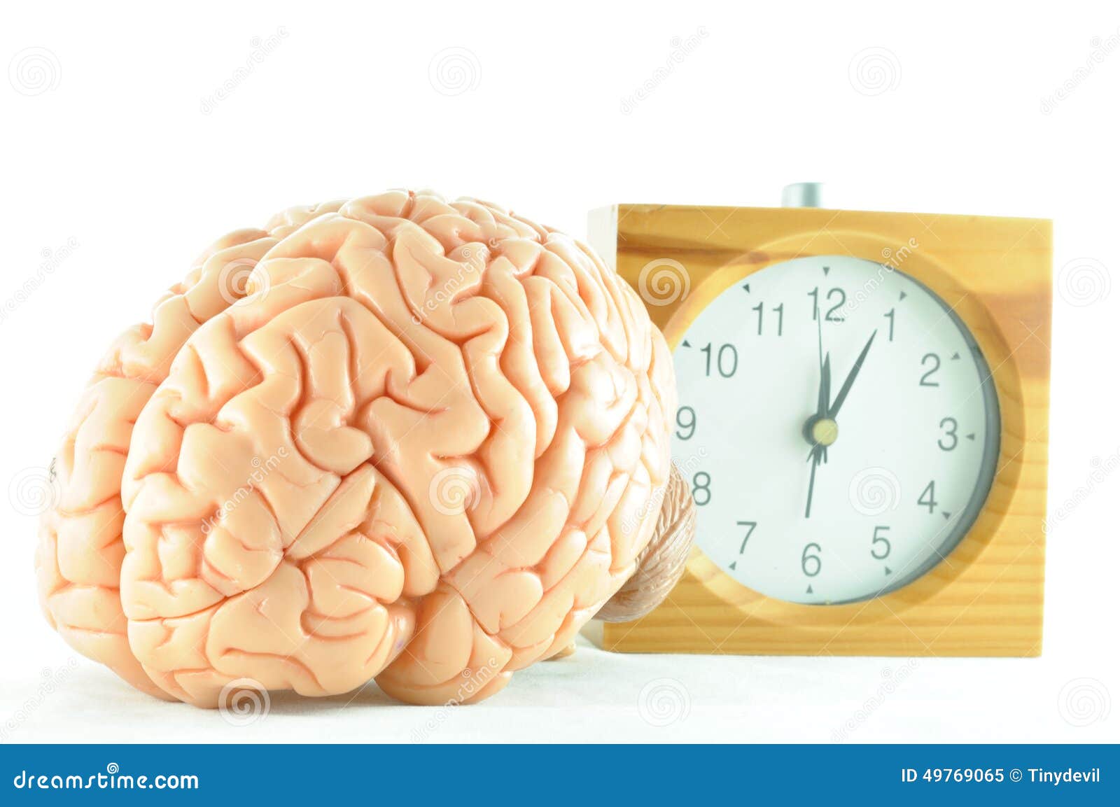 Human brain model stock image. Image of cerebellum, nervous - 49769065