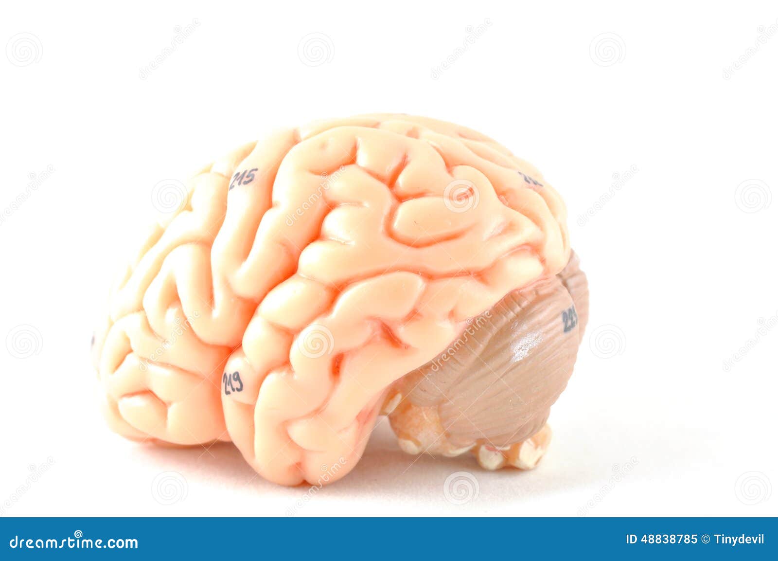 Human brain model stock image. Image of organ, memory - 48838785
