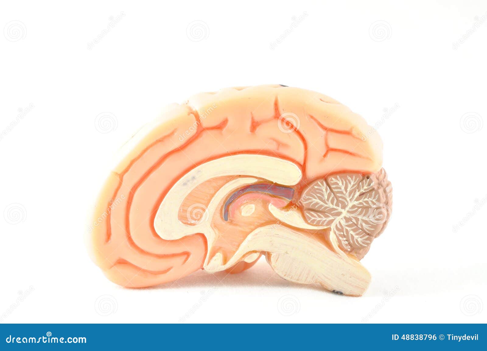 Human brain model stock photo. Image of medulla, nervous - 48838796