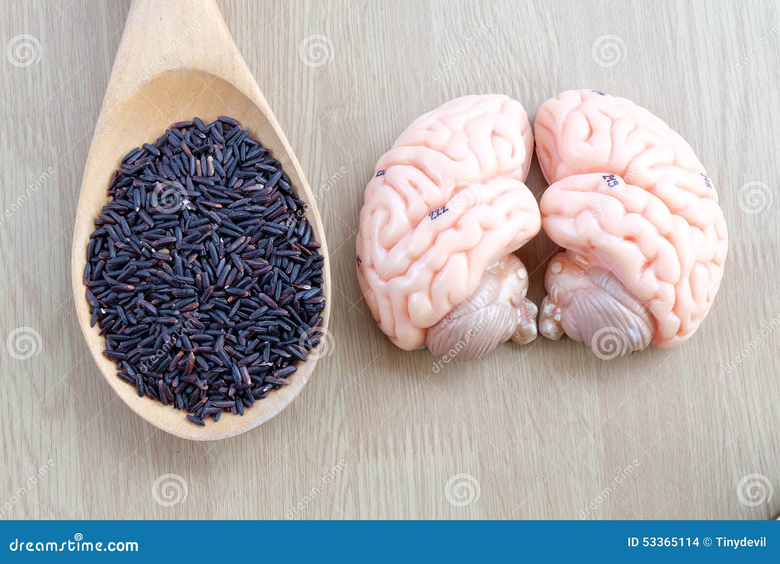 Human brain model stock photo. Image of brainy, organ - 53365114