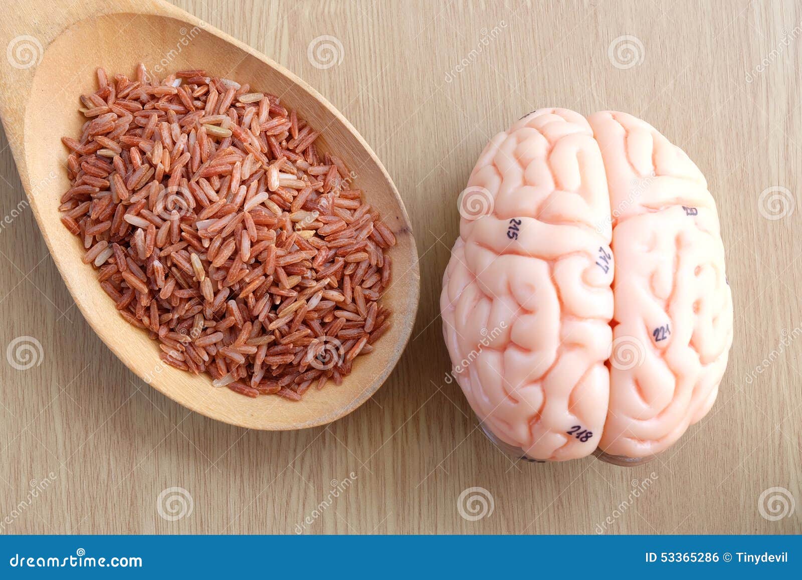 Human brain model stock photo. Image of cerebral, anatomical - 53365286