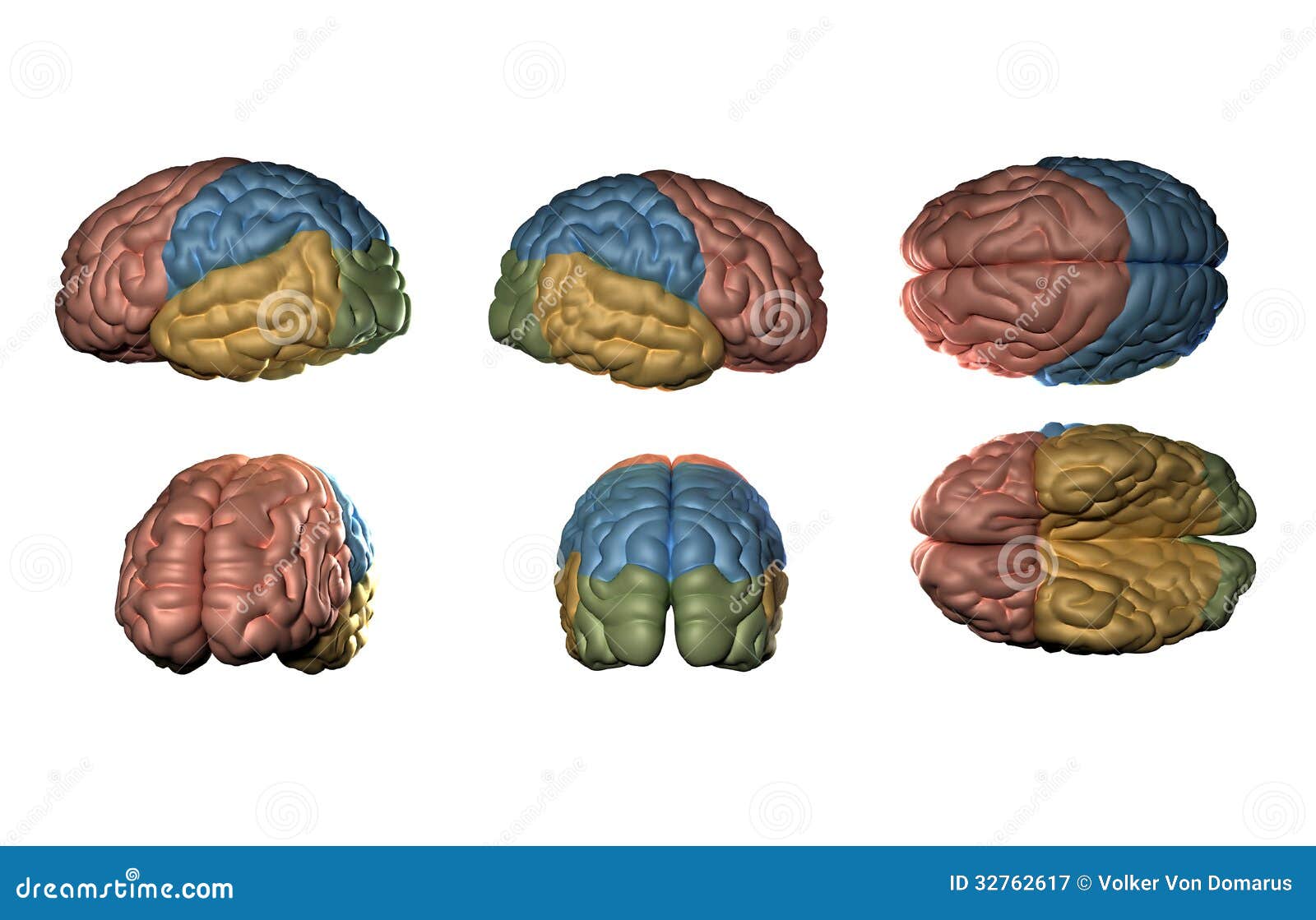 Human brain model stock illustration. Illustration of intellect - 32762617
