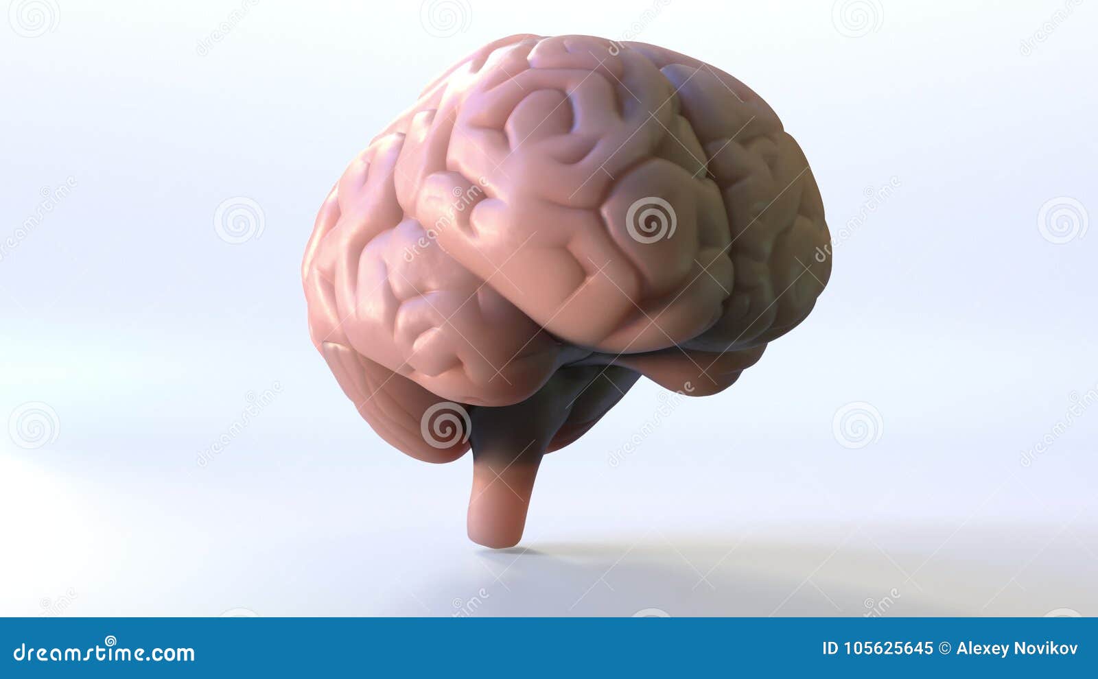 Human Brain Model, 3D Rendering Stock Image - Image of medical ...