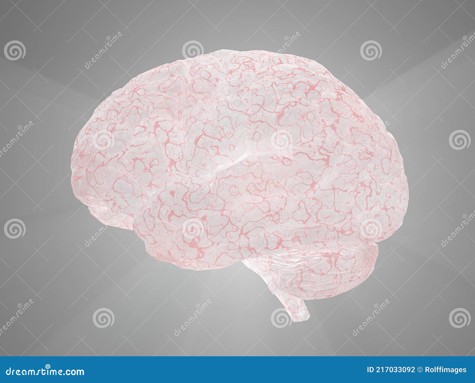 Human brain model stock illustration. Illustration of human - 217033092