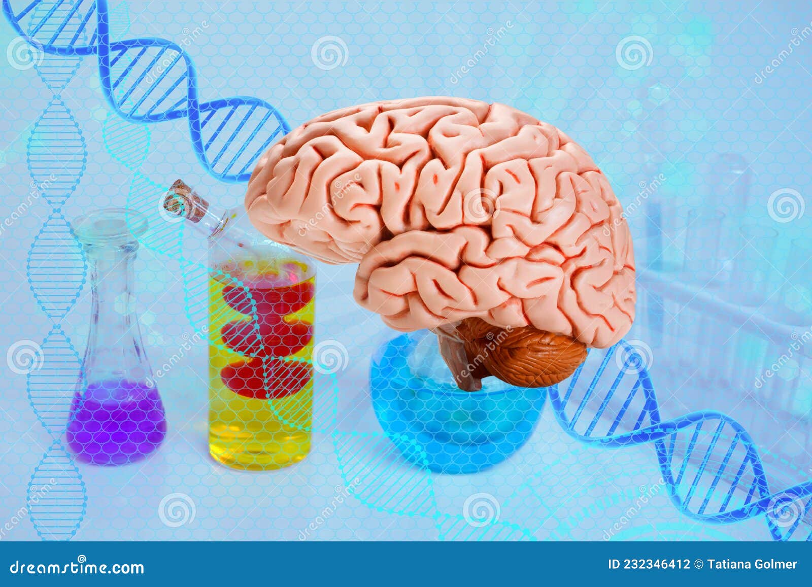 Human Brain Model, Deoxyribonucleic Acid, Molecular Compounds on a Blue ...