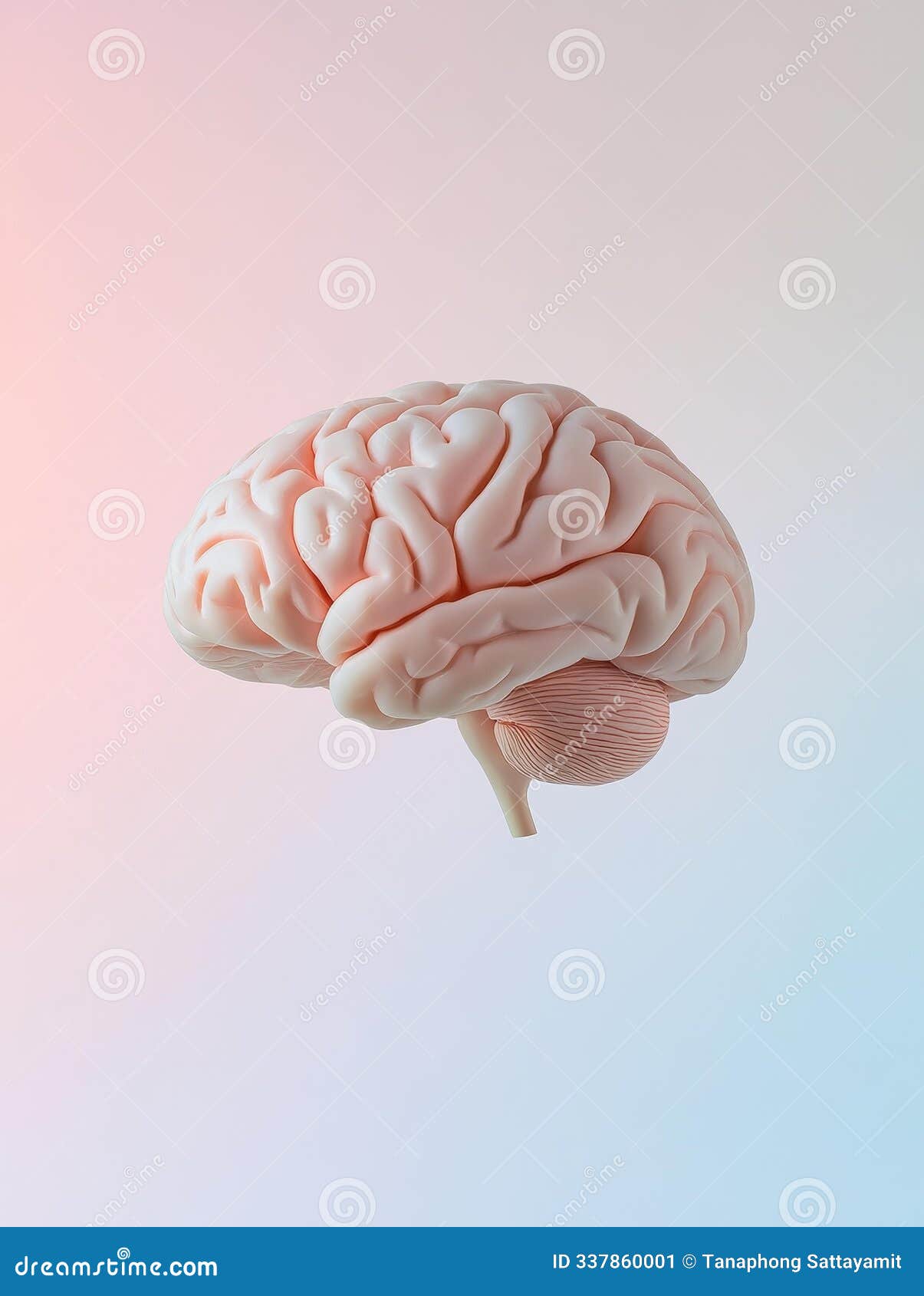 Human Brain Model a Detailed Look at the Organ of Thought Showcasing ...