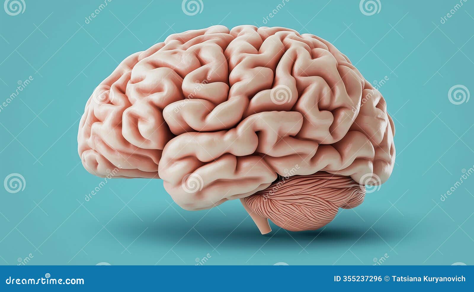 Human Brain Model, Detailed Structure, Realistic Appearance Stock Photo ...