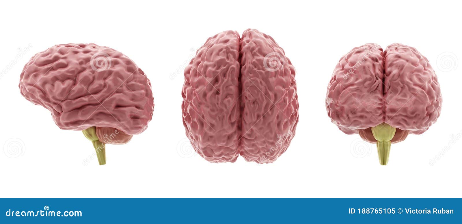 Human Brain Model from Different Sides Stock Illustration ...