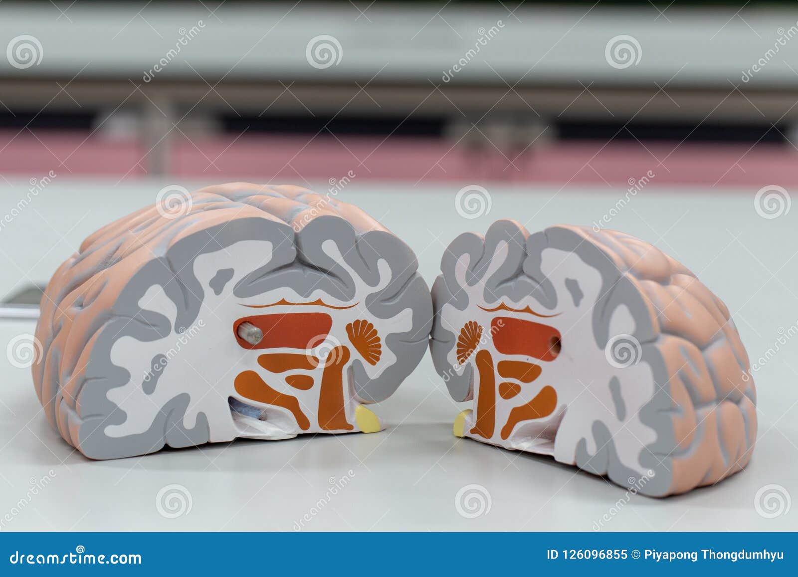 Human Brain Model for Education. Stock Image - Image of biology, human ...