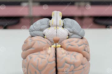 Human Brain Model for Education Stock Photo - Image of cerebral ...