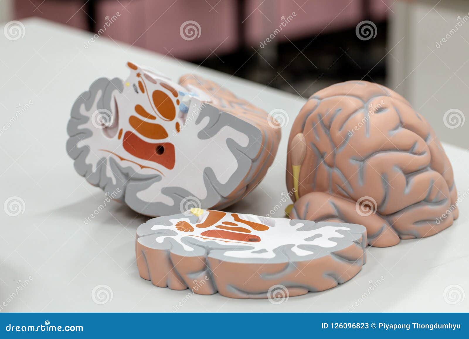 Human Brain Model for Education. Stock Image - Image of intelligence ...