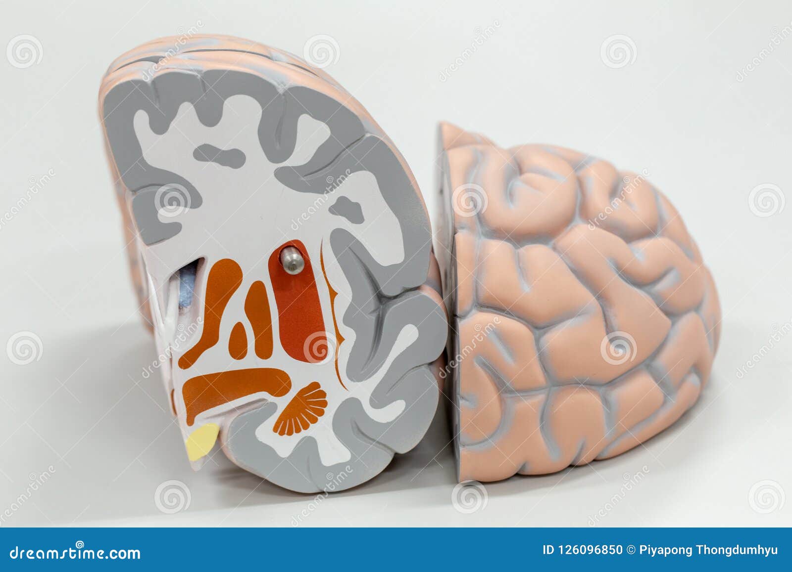 Human Brain Model for Education. Stock Photo - Image of model, medical ...