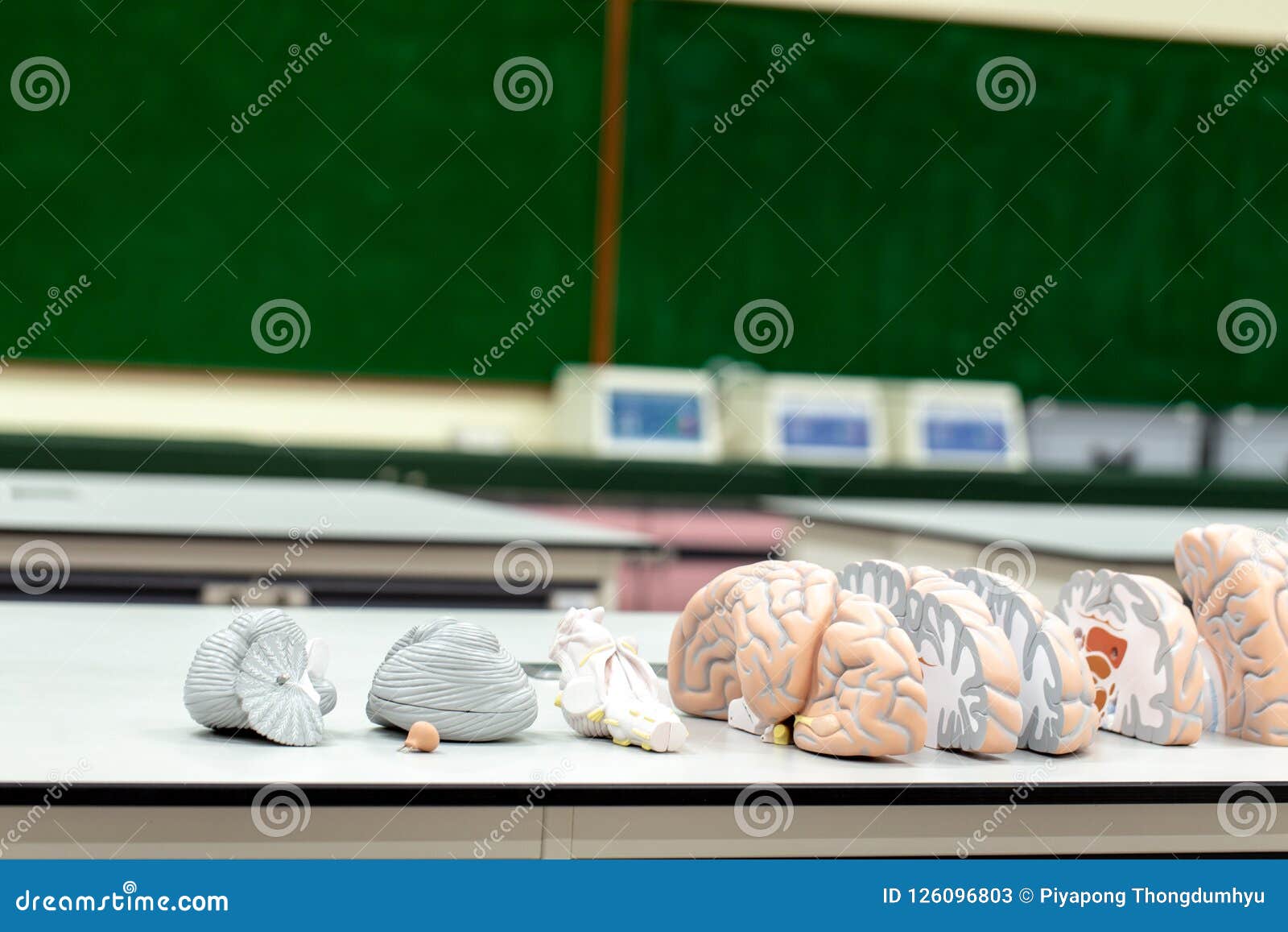Human Brain Model for Education. Stock Image - Image of central ...