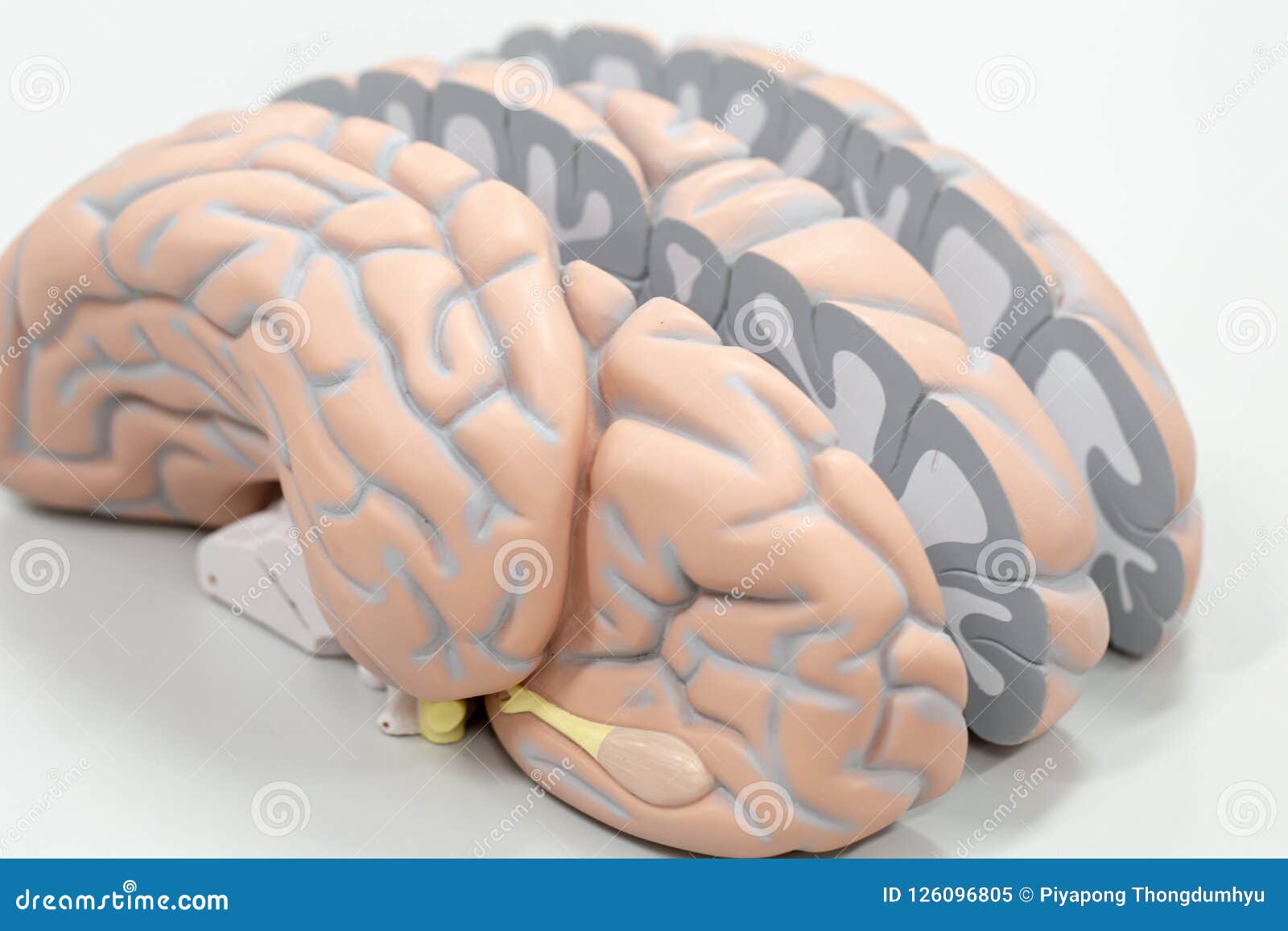 Human Brain Model for Education. Stock Image - Image of anatomy ...