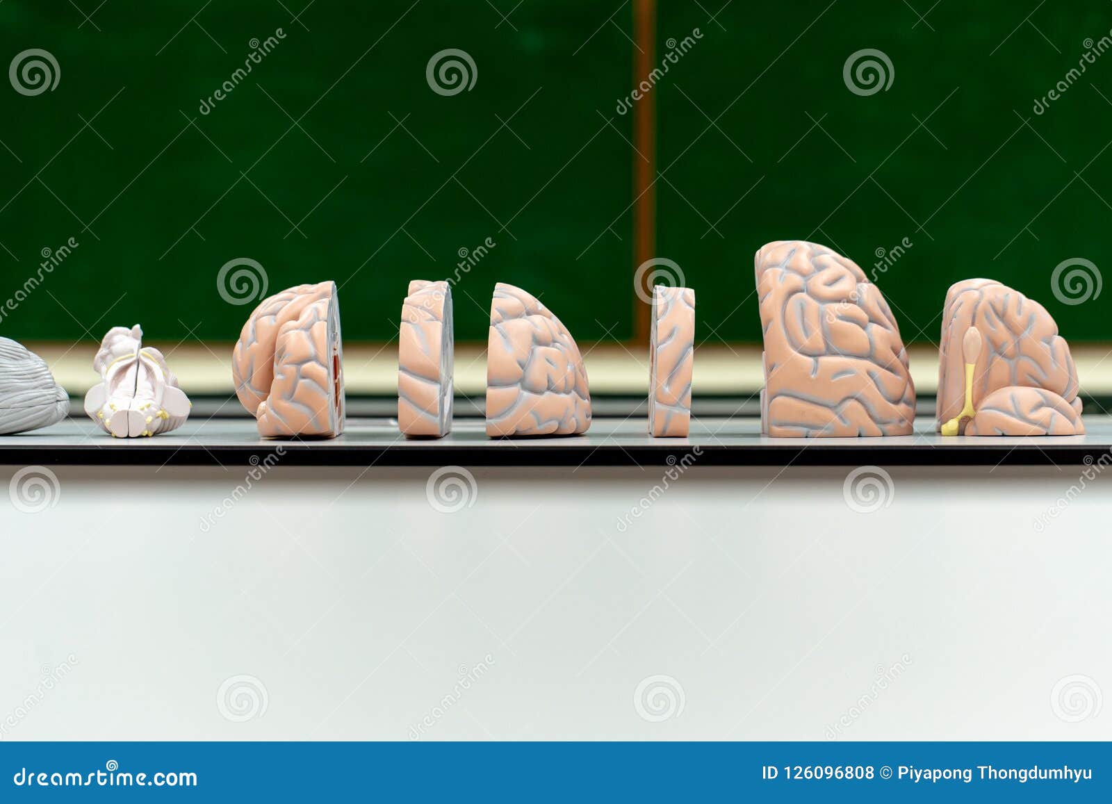 Human Brain Model for Education. Stock Photo - Image of anatomy, care ...