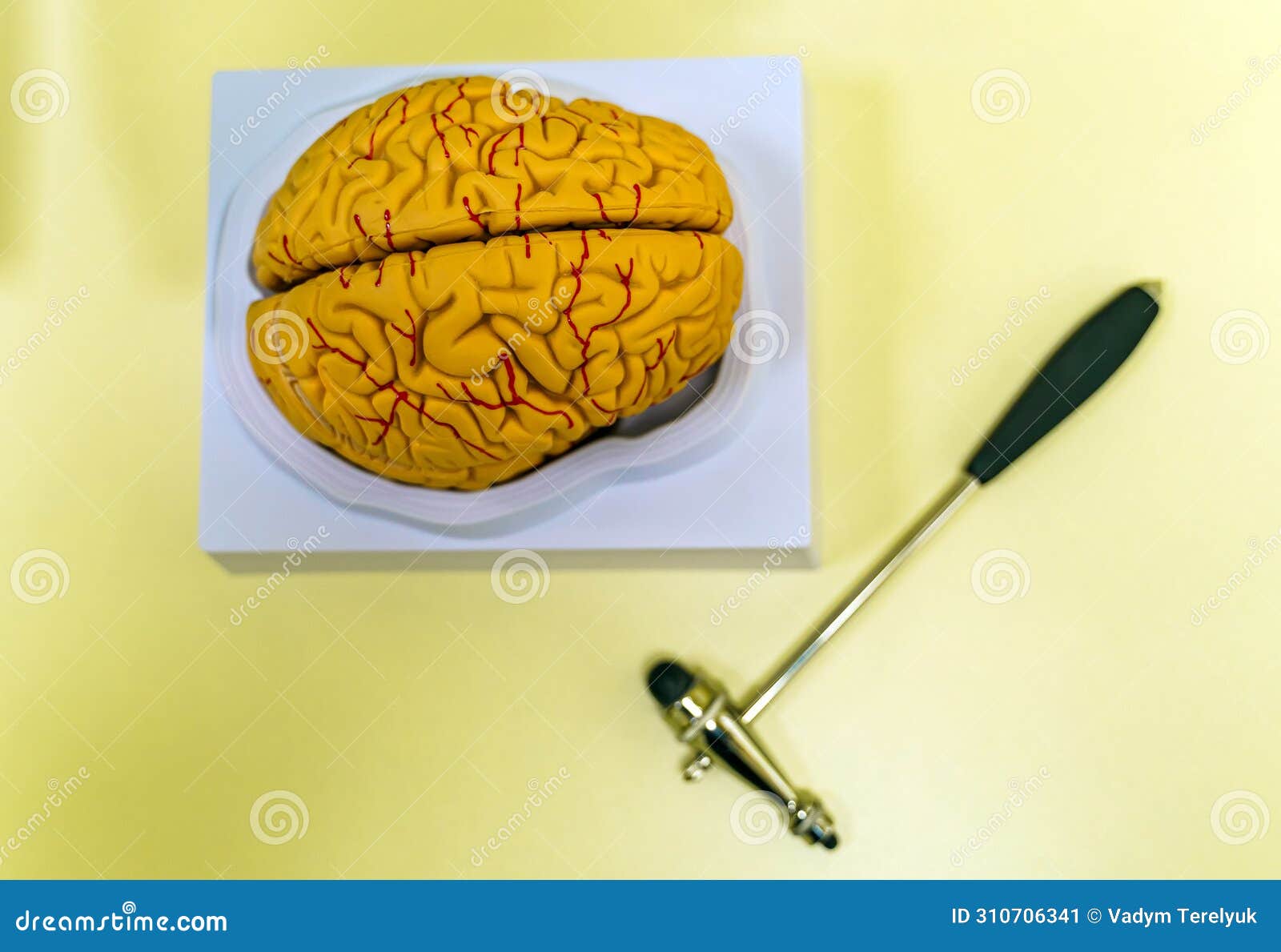 Human Brain Model for Education in Laboratory. Neurosurgery Concept ...