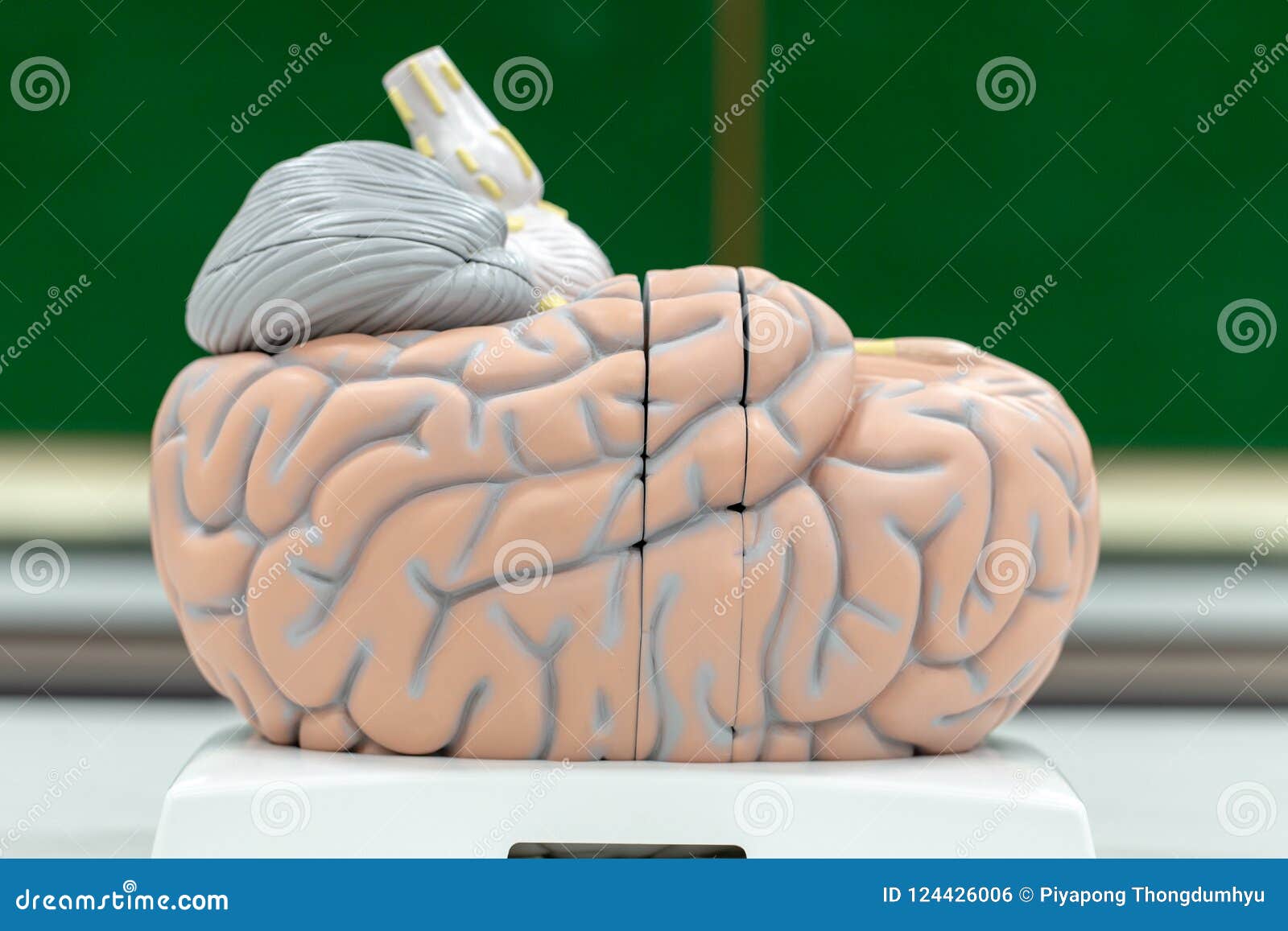 Human Brain Model for Education Stock Photo - Image of laboratory ...