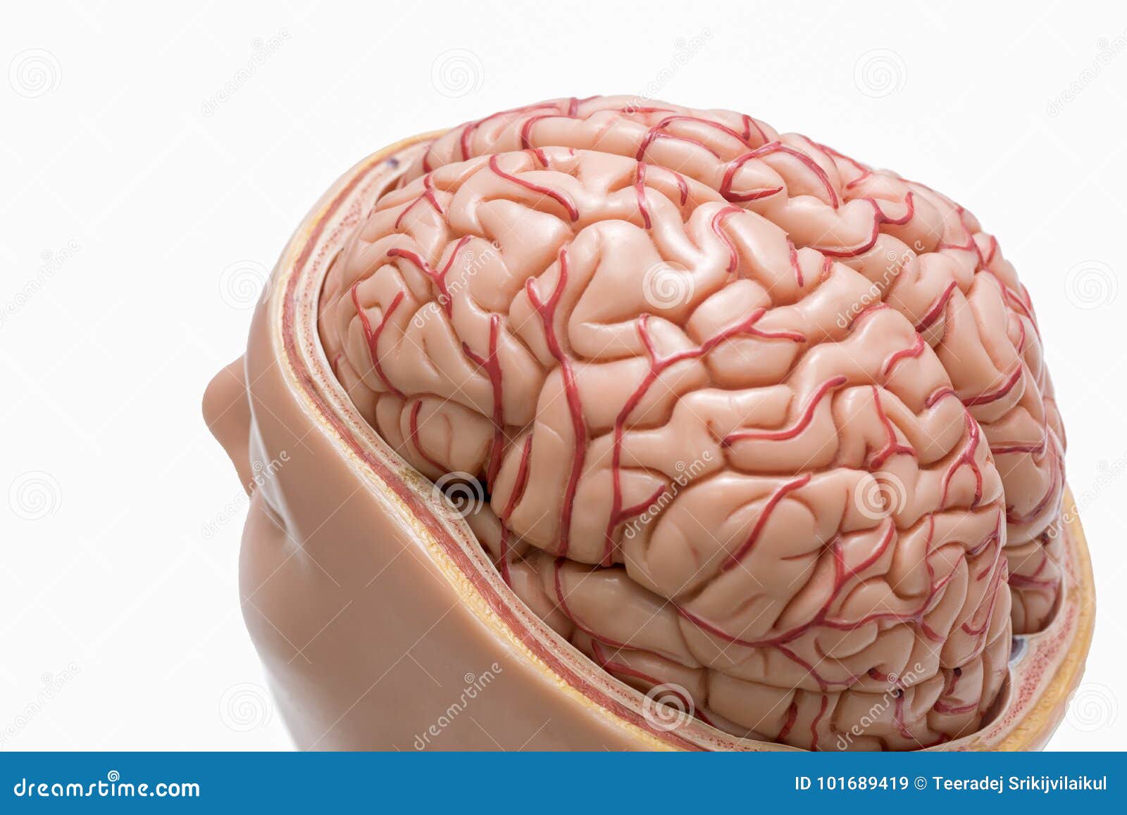 Human Brain Model Isolated on the White Background Stock Image - Image ...