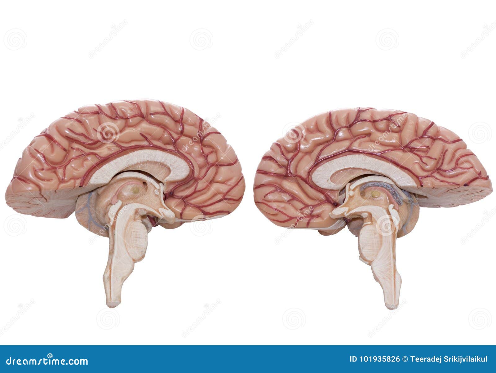 Human Brain Model Isolated on the White Background Stock Photo - Image ...