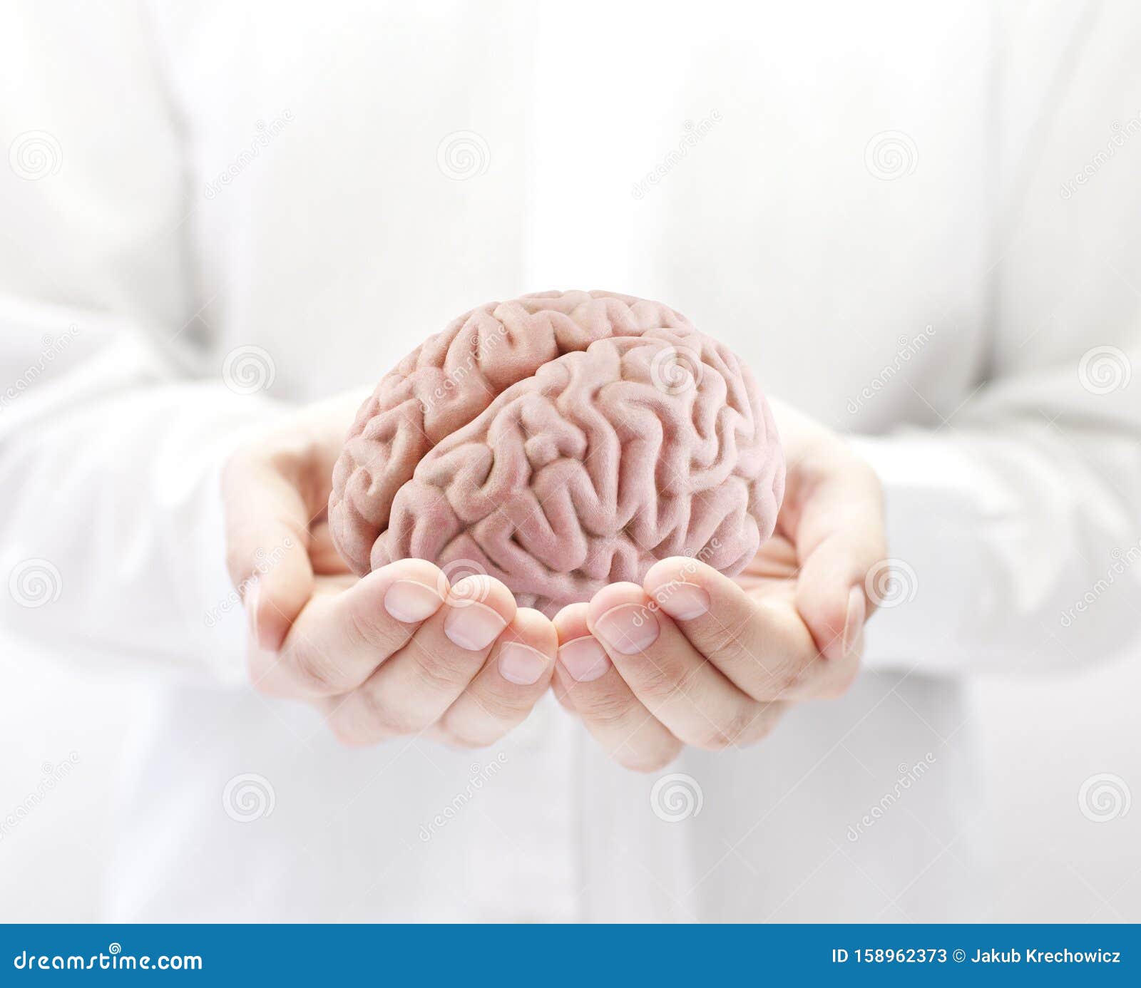 Human brain in hands stock image. Image of hands, intelligence - 158962373