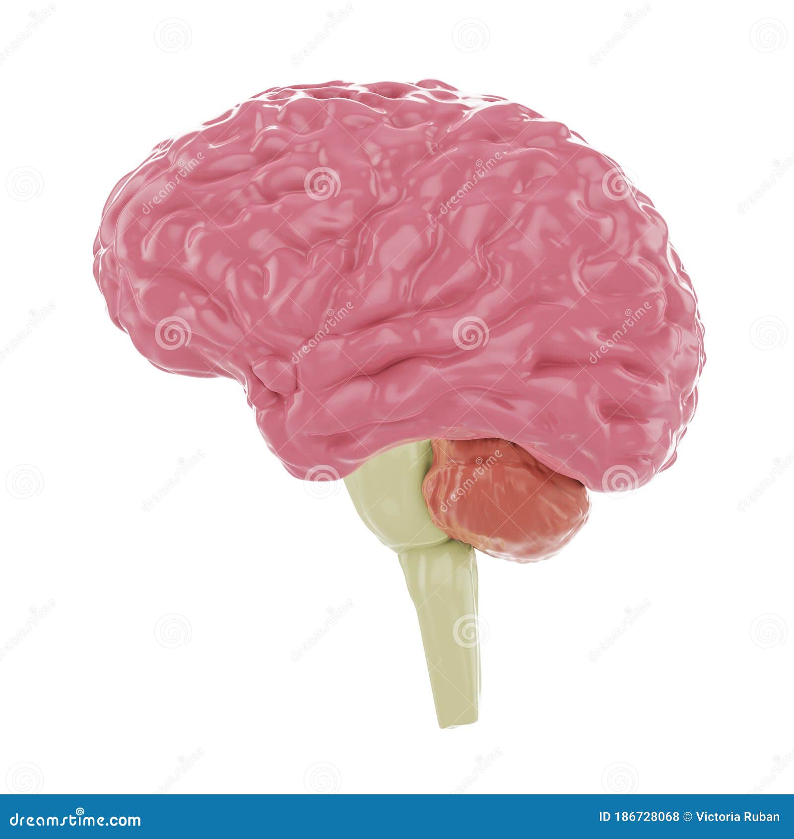 Human Brain Model in Profile Stock Illustration - Illustration of ...