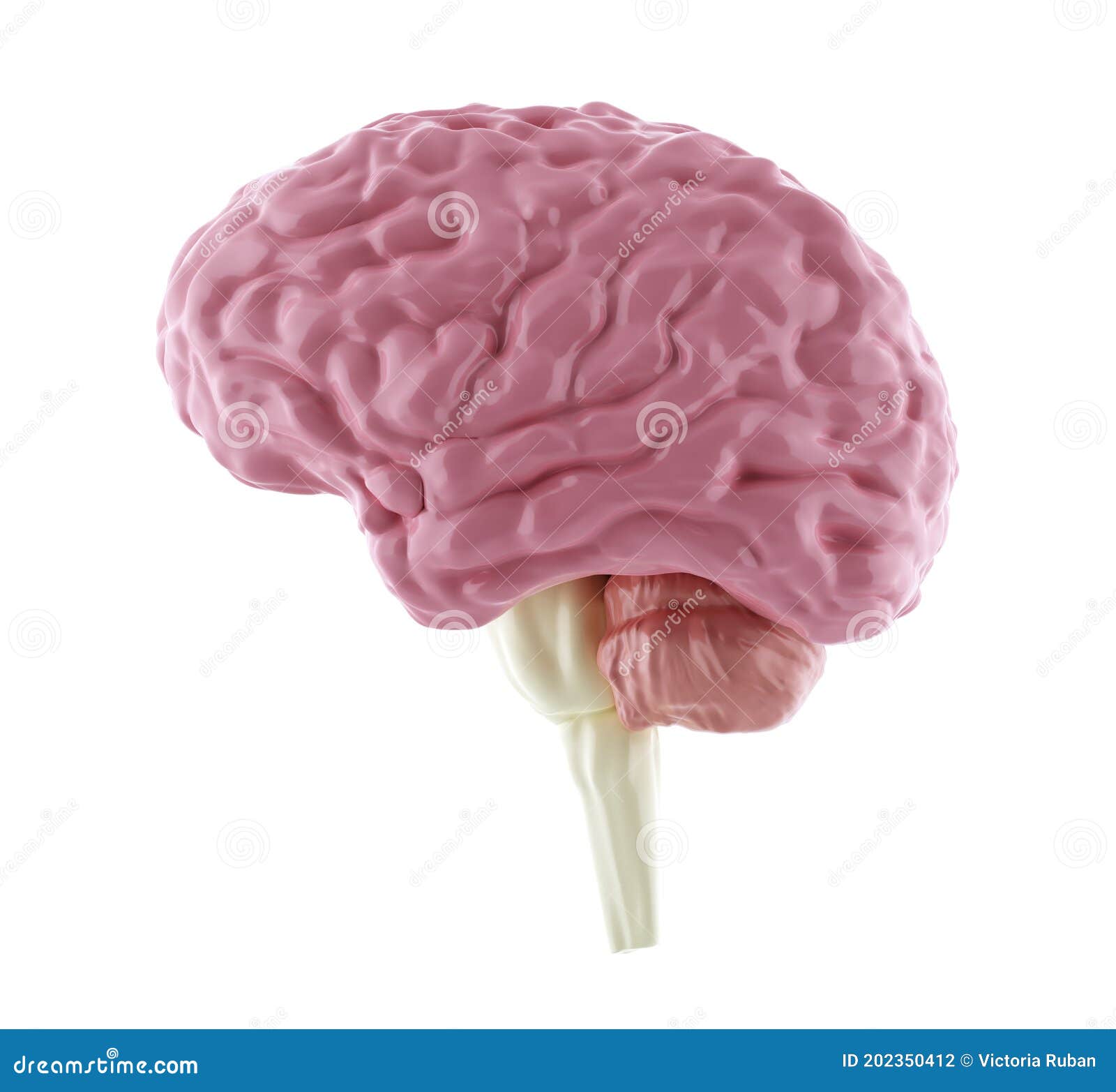 Human Brain Model in Profile Isolated on White Stock Photo ...