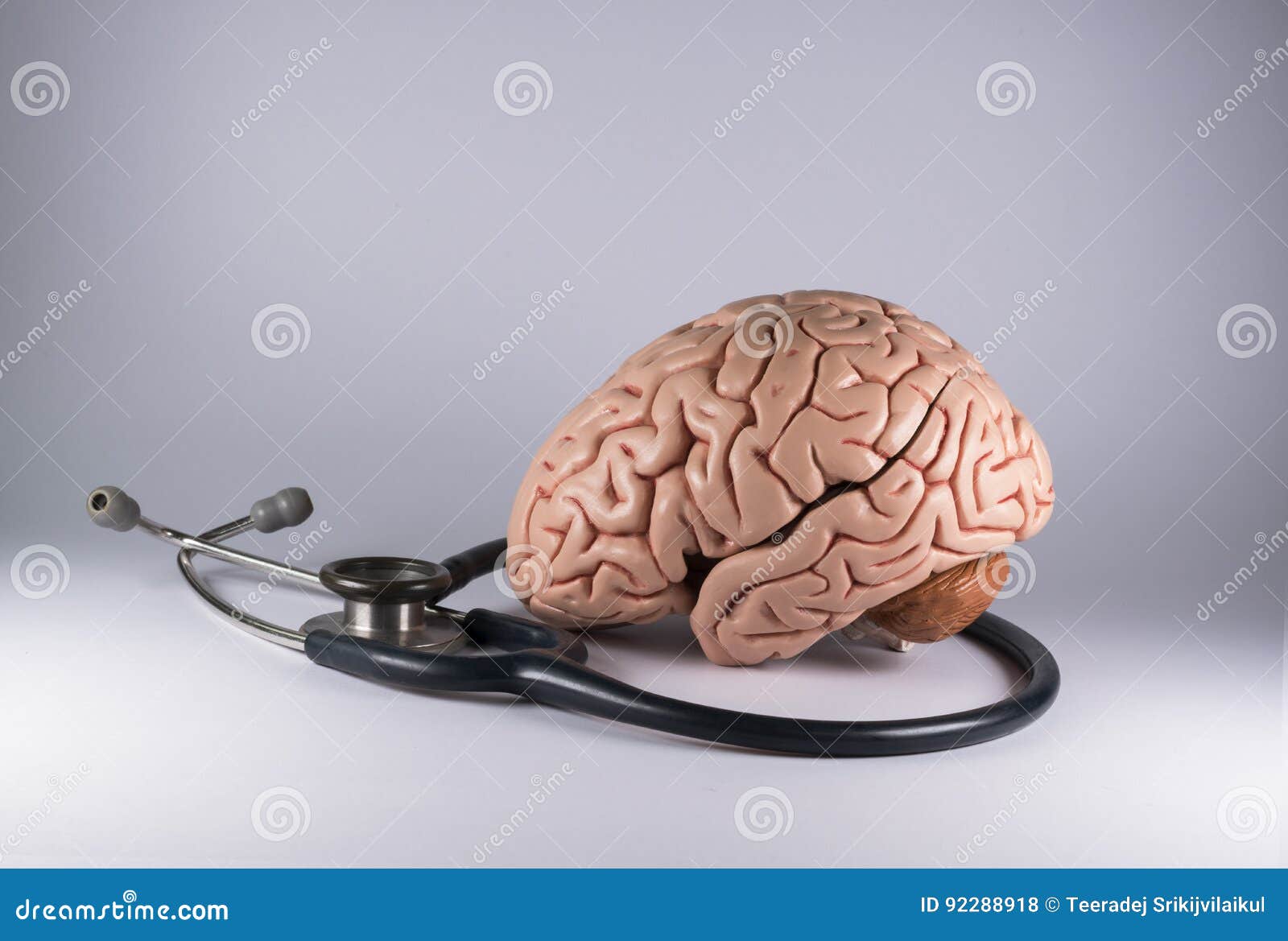 Human Brain Model and Stethoscope Stock Photo - Image of human ...