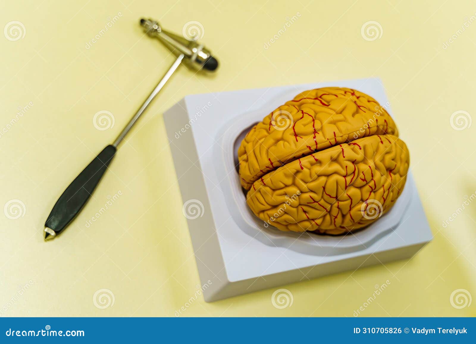 Human Brain Model on the Table. Brain Human Anatomy. 3d Rendering ...