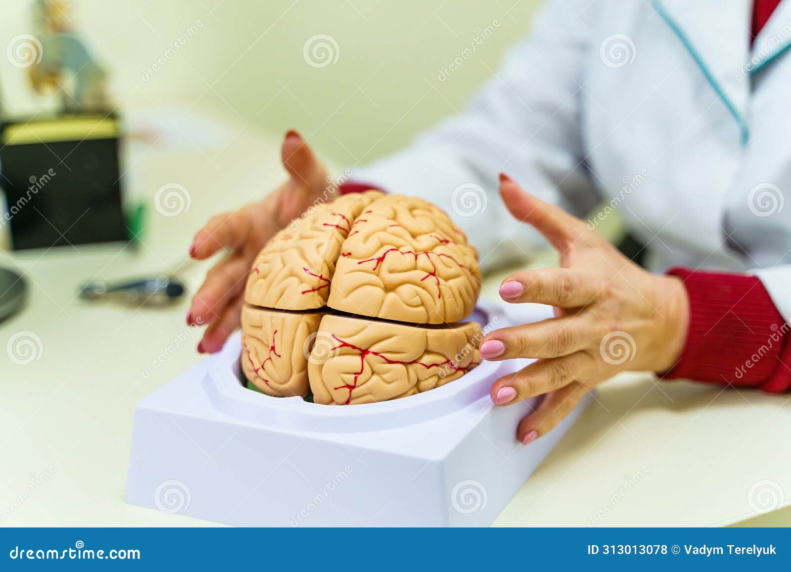 Human Brain Model on the Table. Brain Human Anatomy. 3d Rendering ...