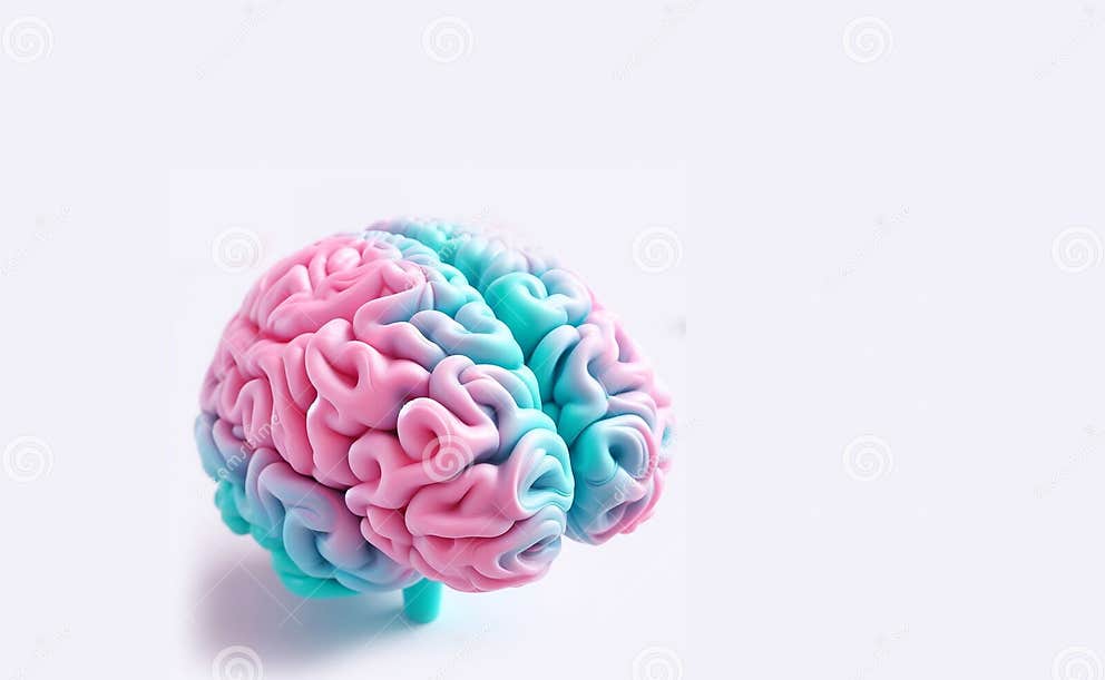 Human Brain Model on a White Background. Ering, 3d Ill3d Rendustration ...