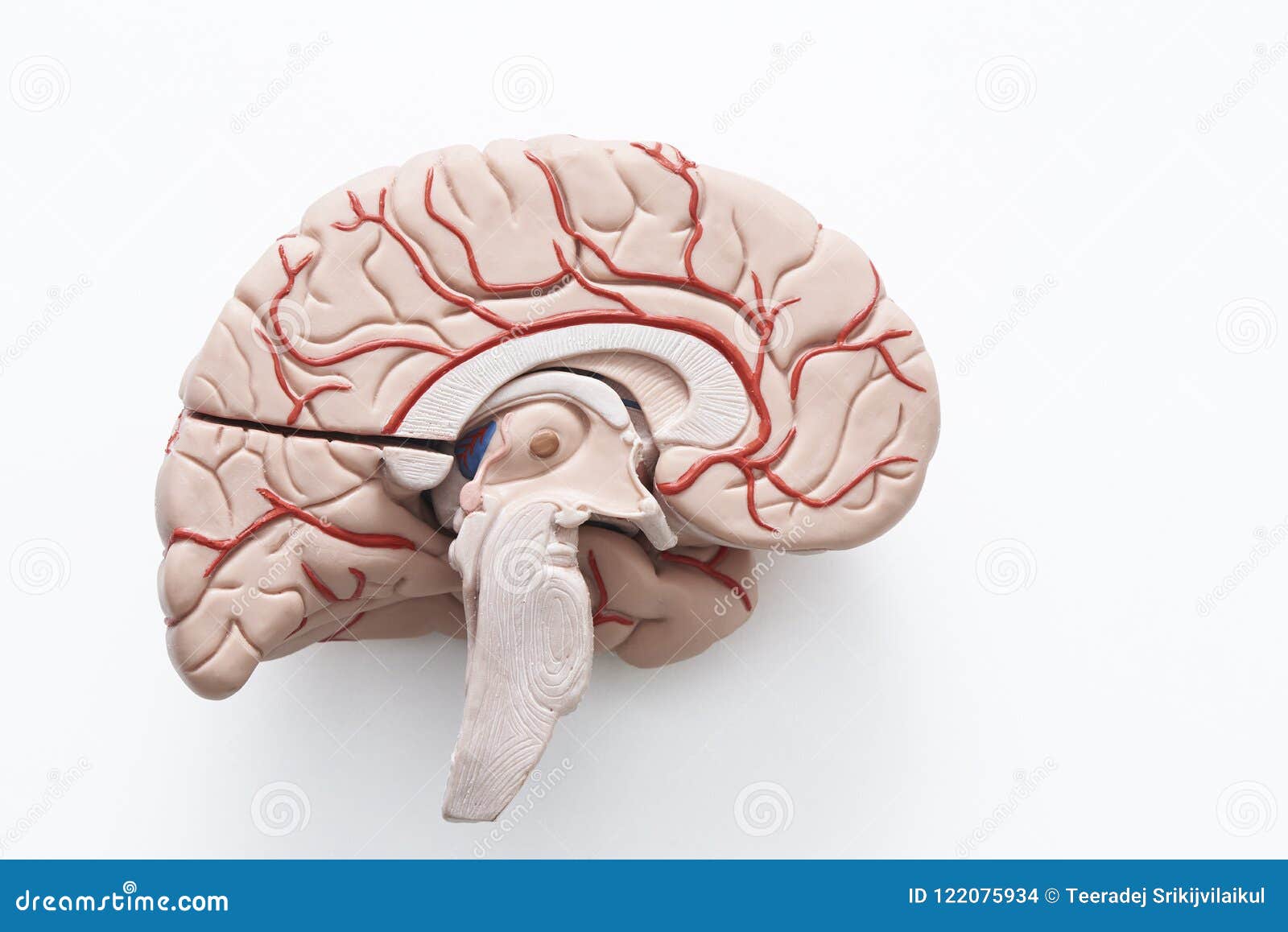 Human Brain Model on the White Background Stock Photo - Image of ...