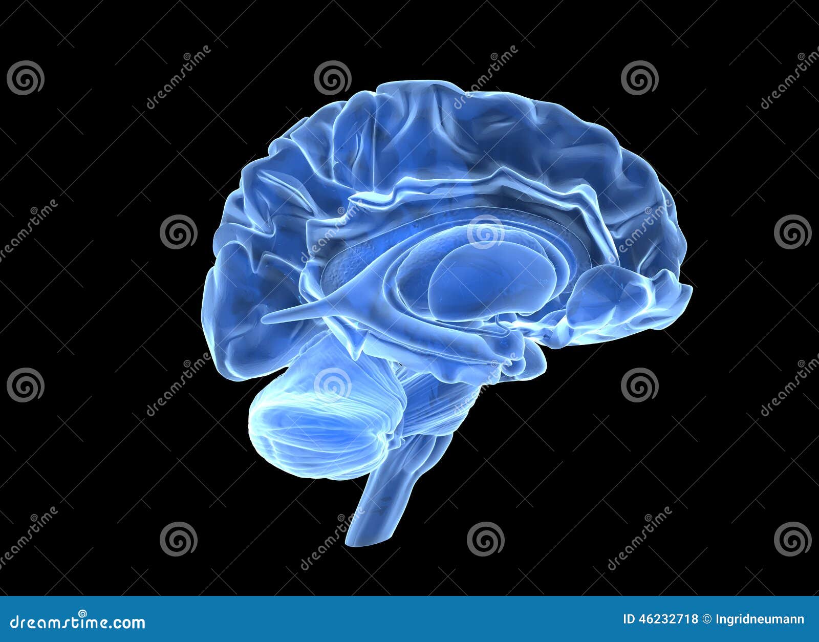 Human brain stock photo. Image of blue, biology, science - 46232718