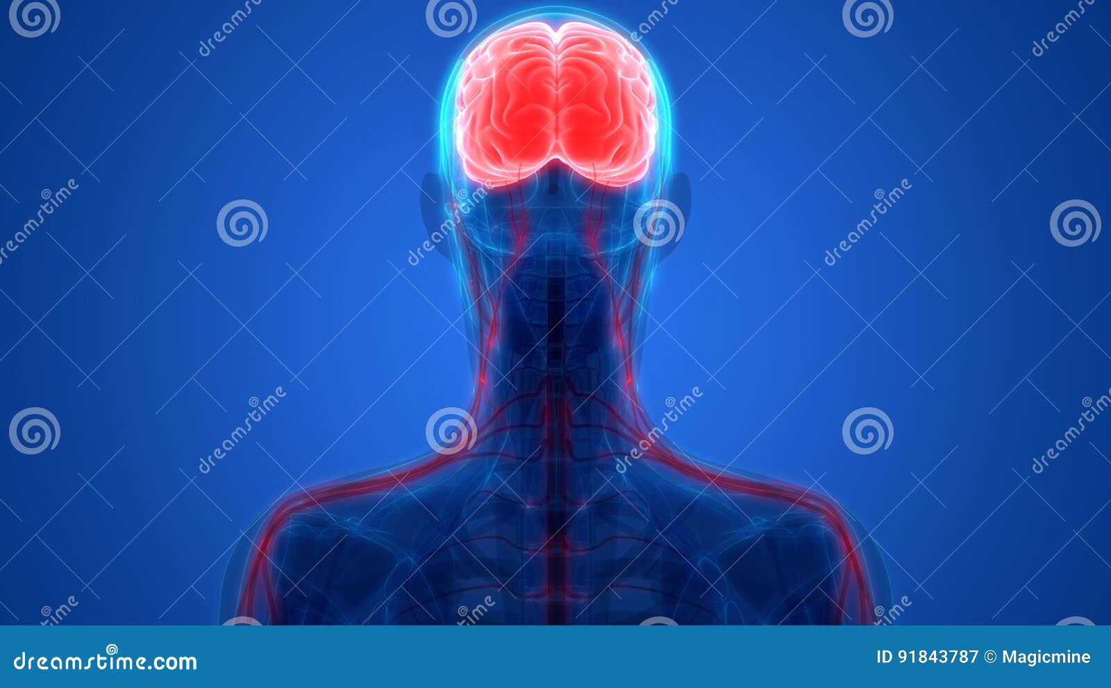 Human Brain with Nervous System Anatomy Stock Illustration ...