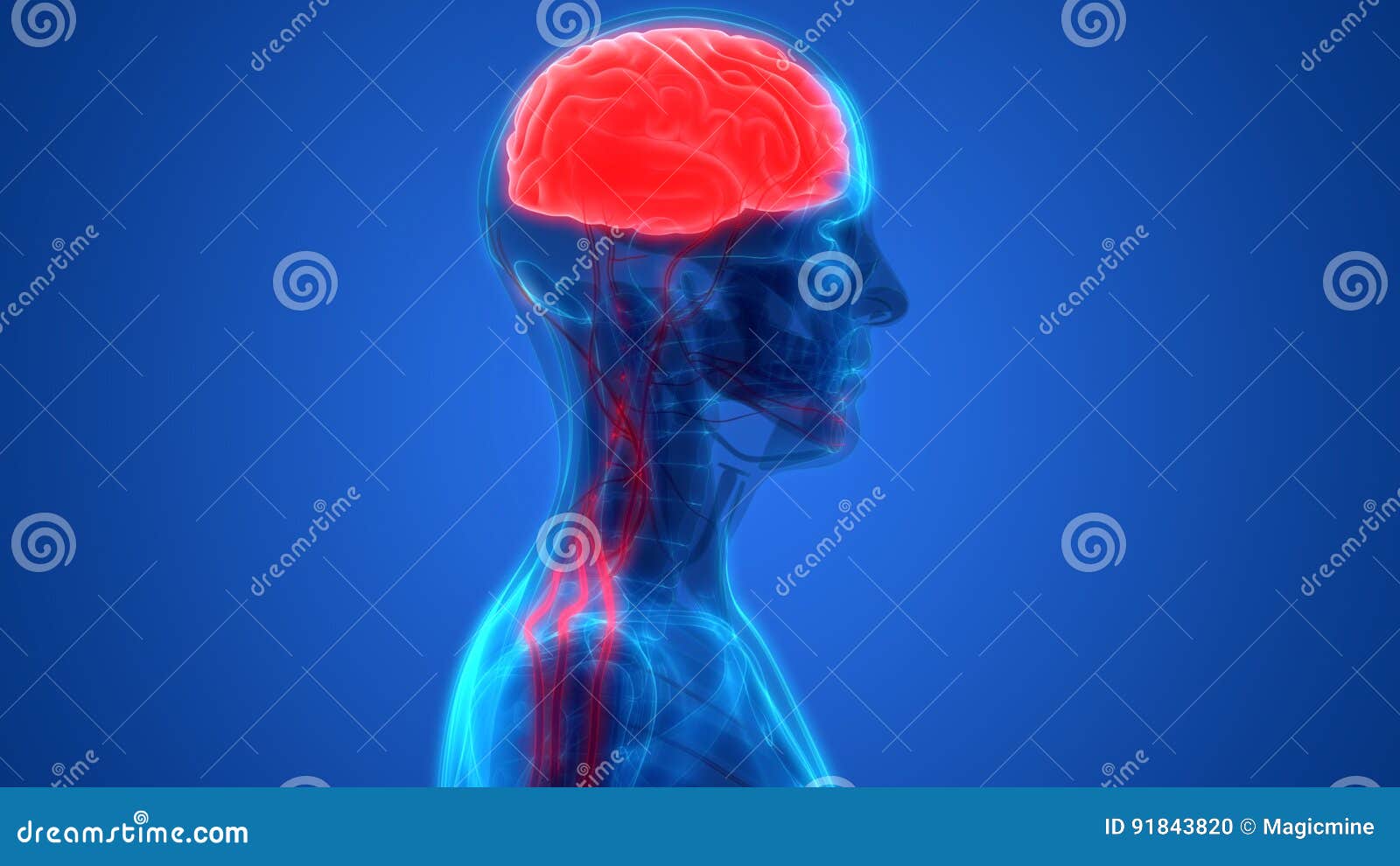 Human Brain With Nervous System Anatomy Stock Photography ...