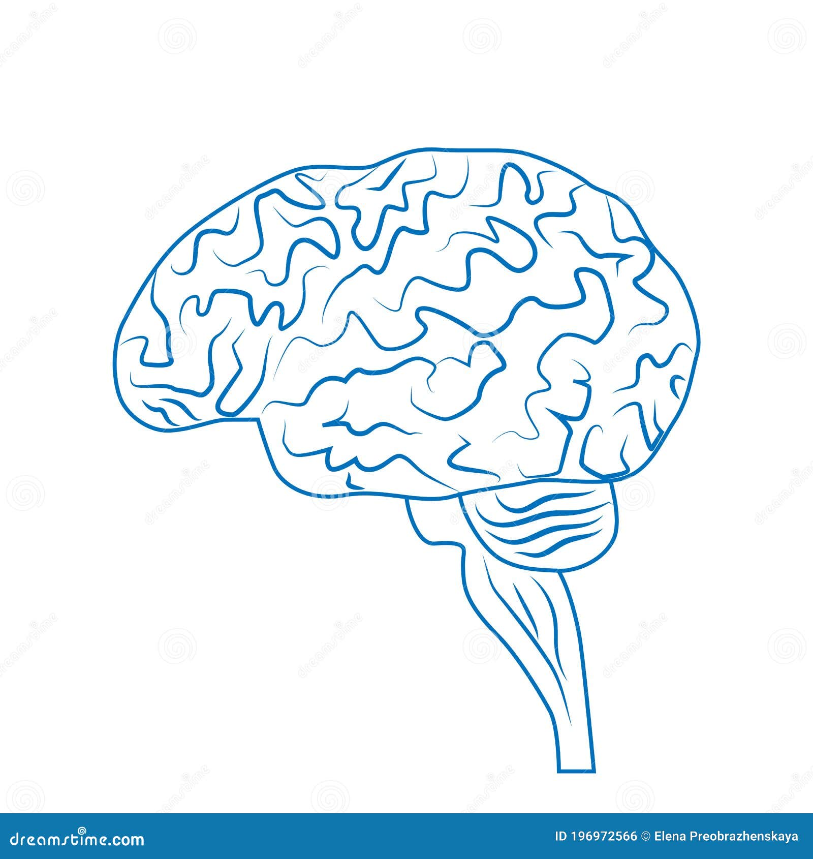 Human Brain, Nervous System. Internal Human Organs. Linear Vector ...