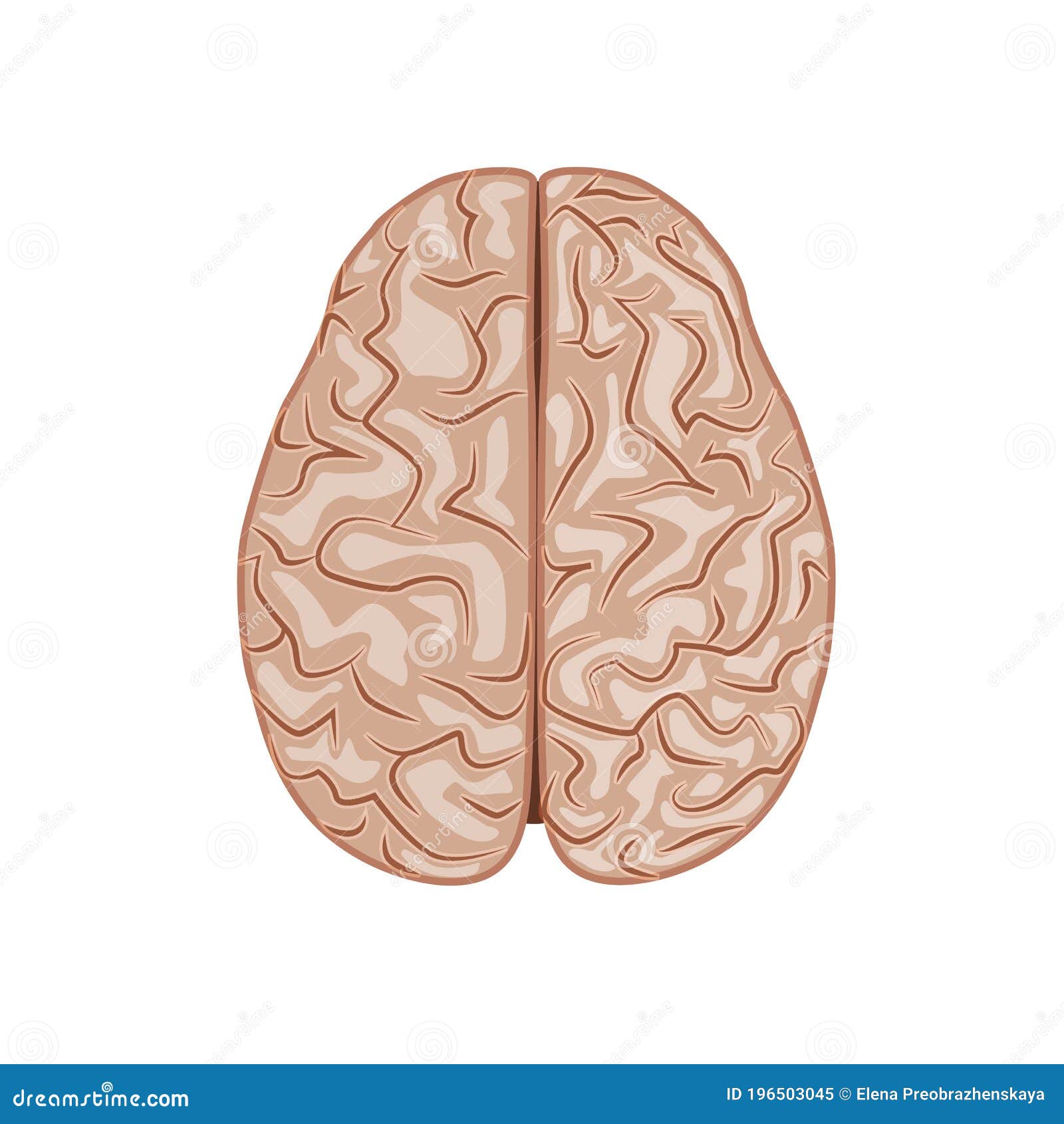 Human Brain, Nervous System. View from Above. Internal Organs Structure ...