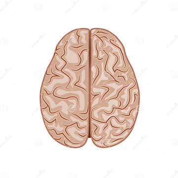 Human Brain, Nervous System. View from Above. Internal Organs Structure ...
