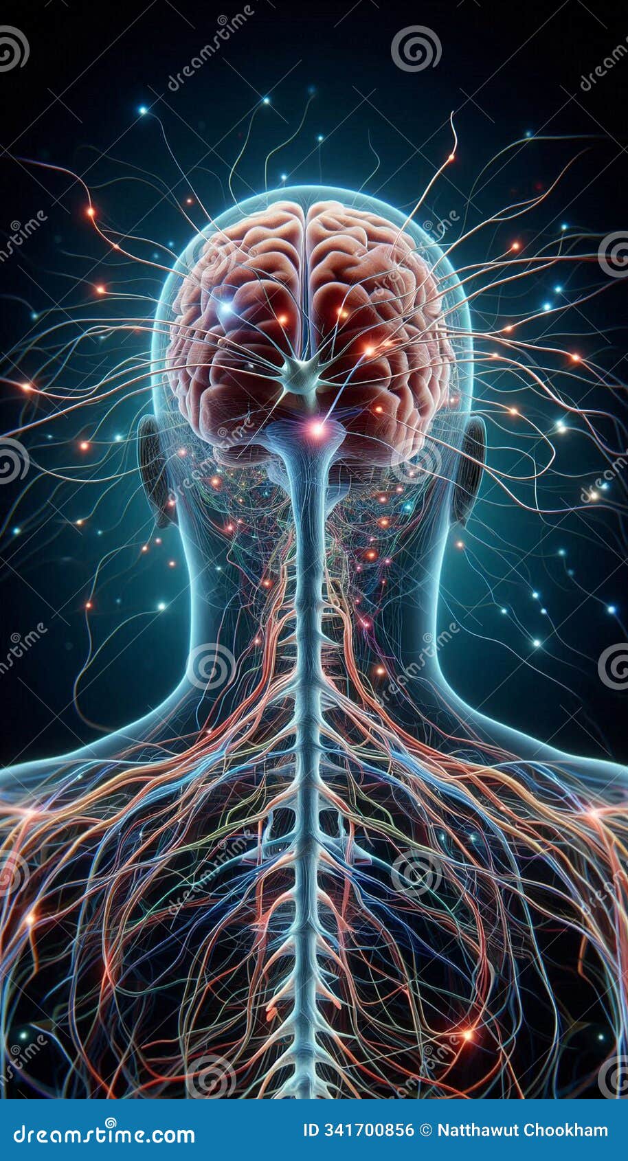 Human Brain and Neural Connections Visualization Stock Illustration ...