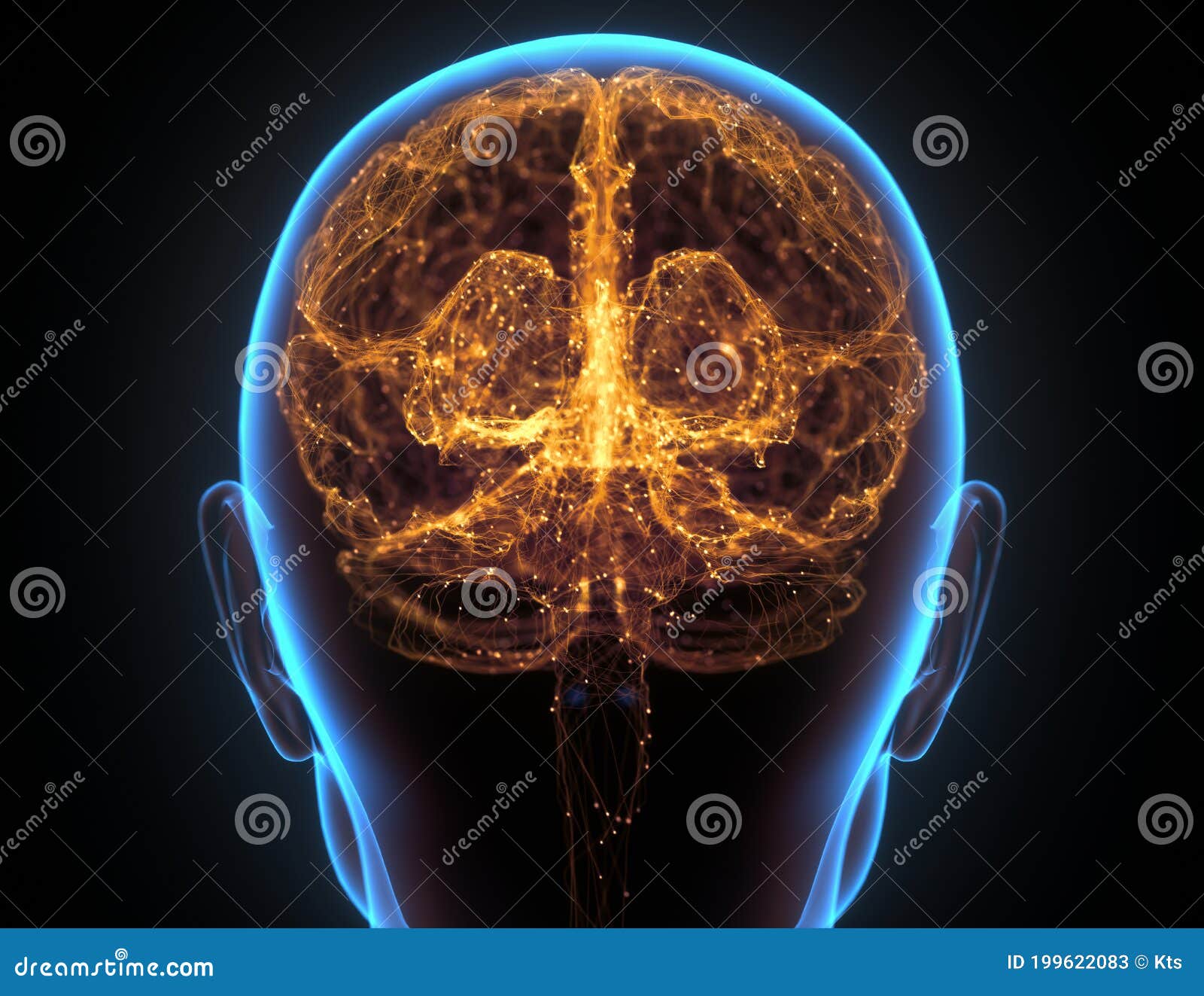 Human Brain Neural Network Cerebral Cortex Stock Illustration ...