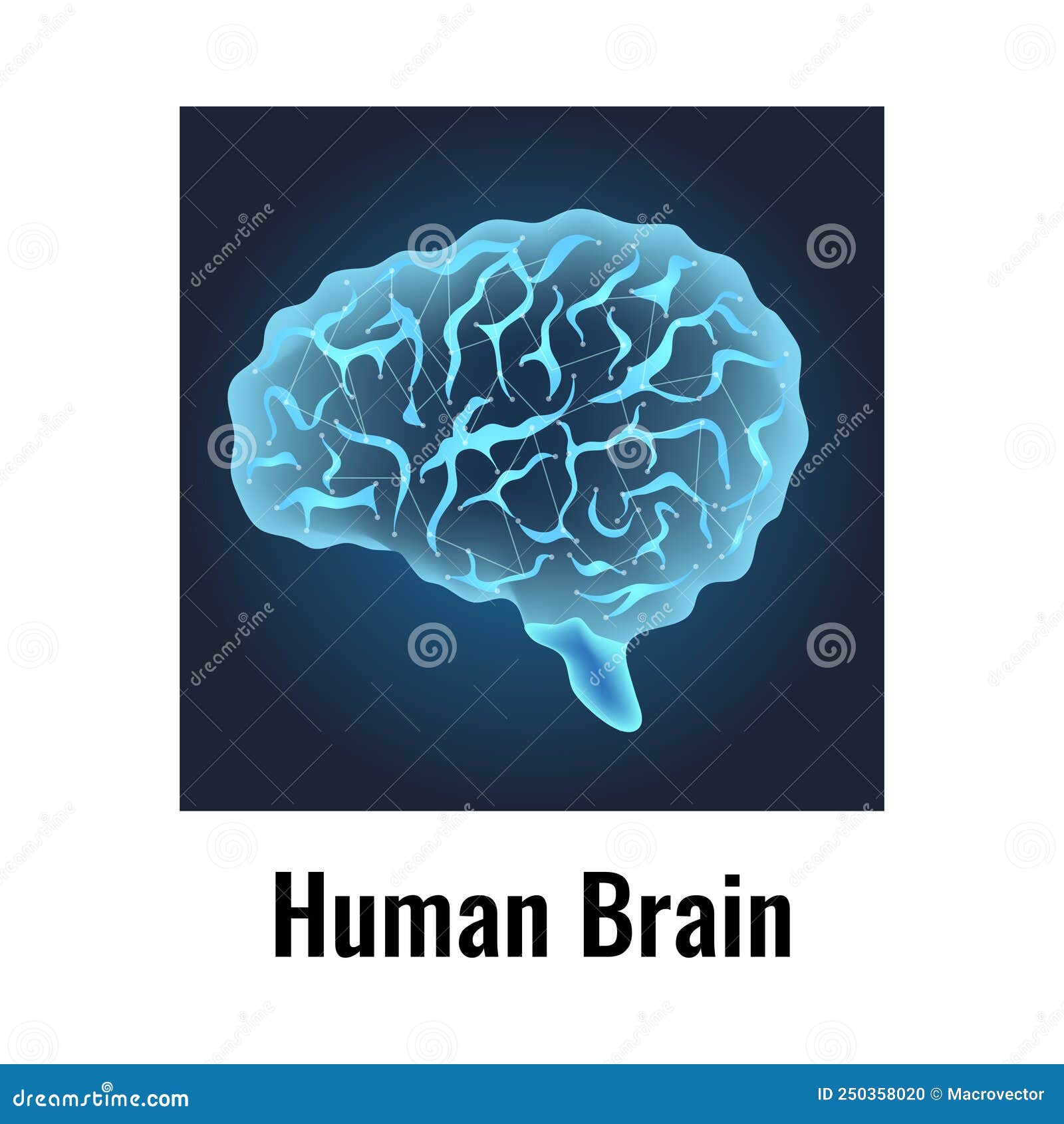 Human Brain Neurology Composition Stock Illustration - Illustration of ...