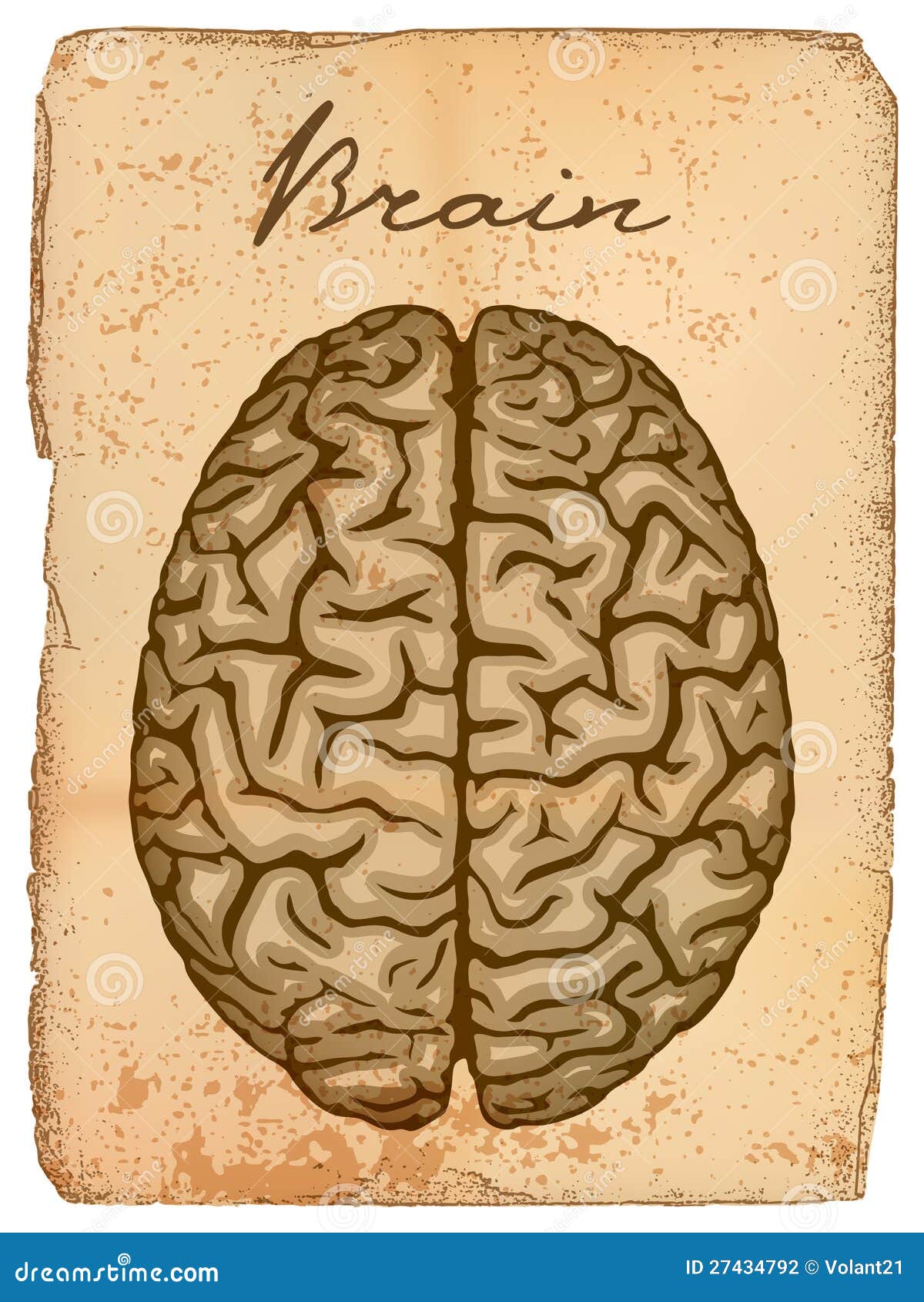 Human Brain, Old Manuscript. Stock Vector - Illustration of medical ...