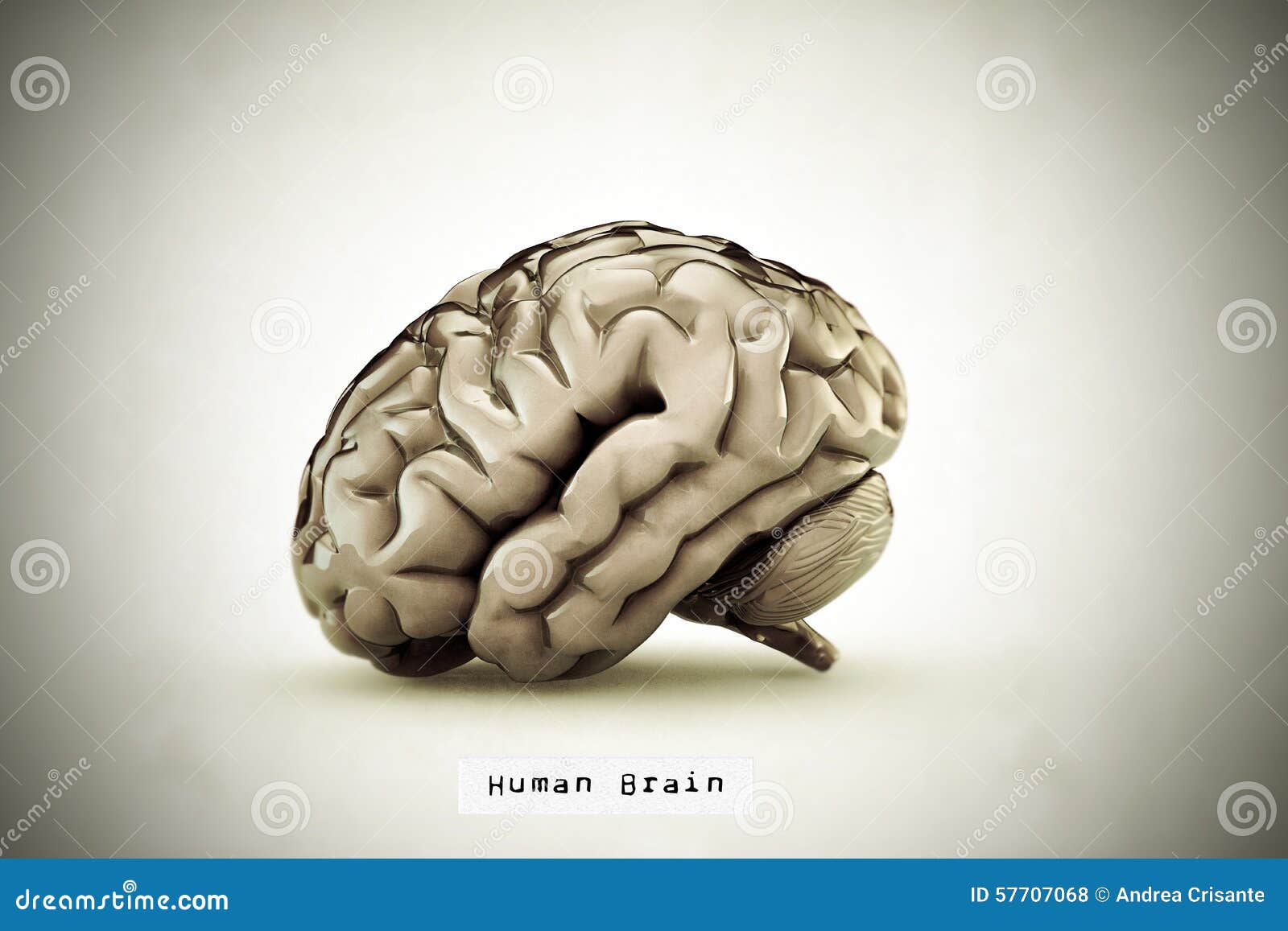 Human brain stock illustration. Illustration of science - 57707068