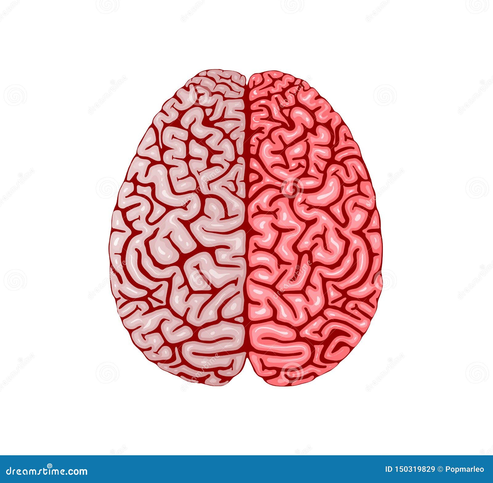 Human Brain Organ Realistic Model Flat Design Stock Vector ...