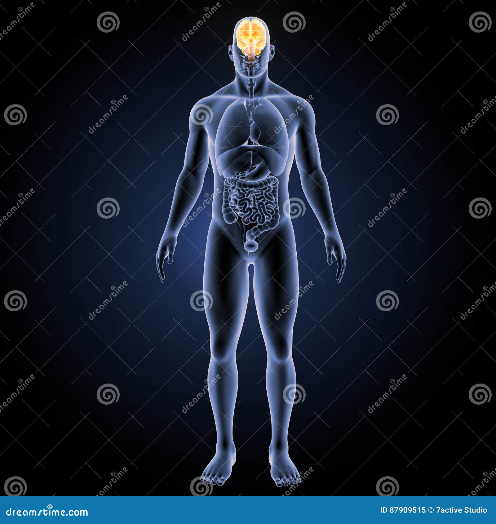 Human Brain with Organs Anterior View Stock Illustration - Illustration ...
