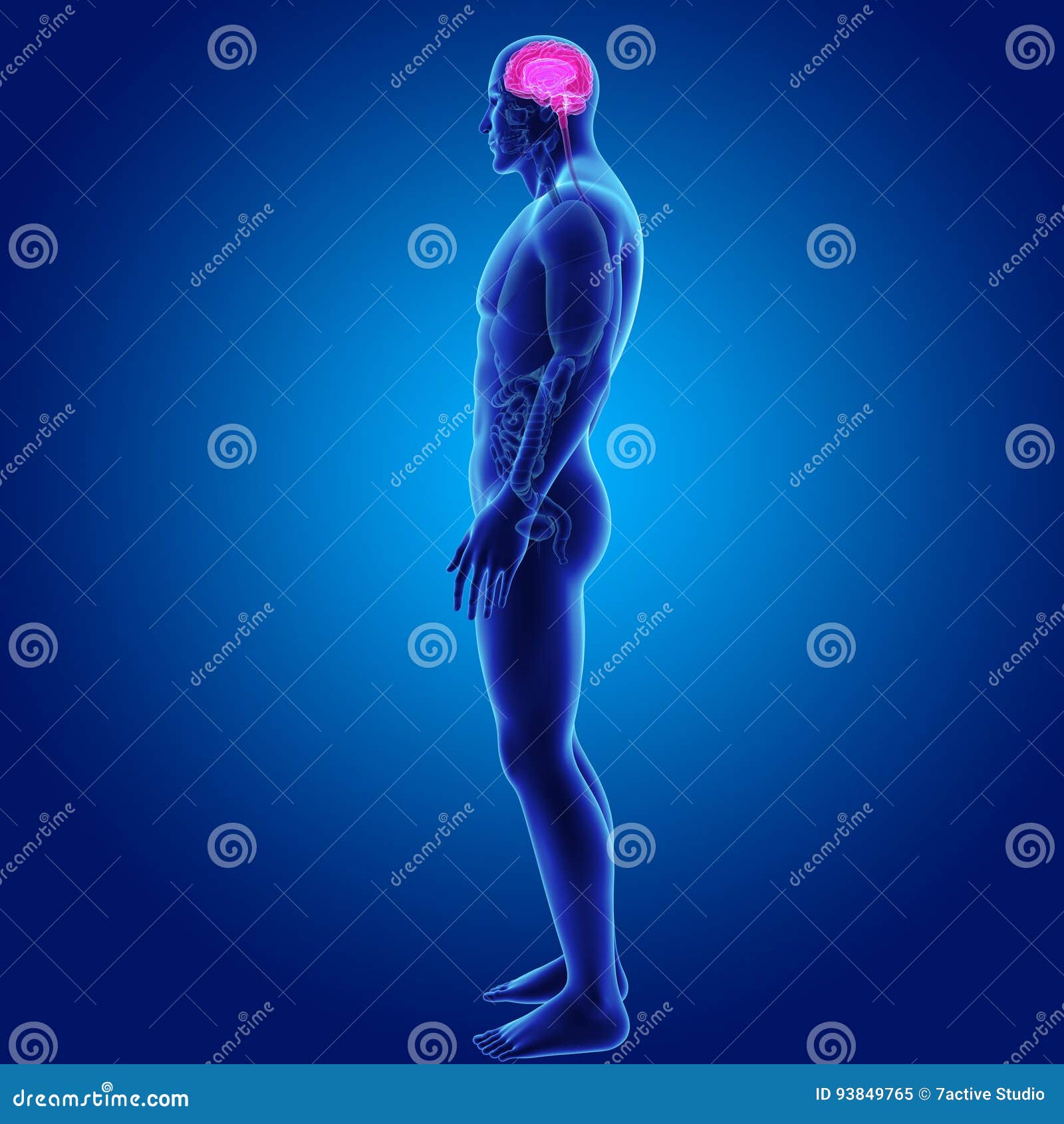 Human Brain with Organs Lateral View Stock Illustration - Illustration ...