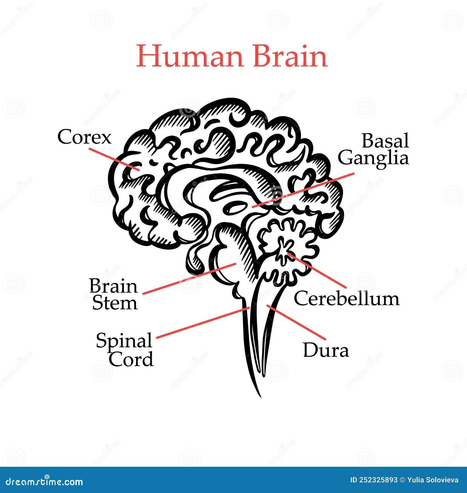 HUMAN BRAIN OUTLINE MONOCHROME Medical Education Vector Stock ...