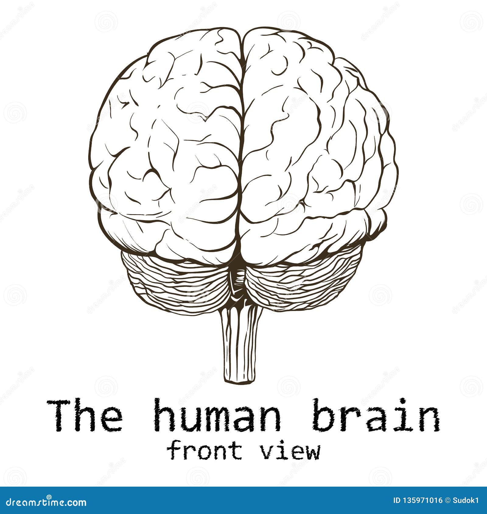 Human Brain Painted on a White Background Stock Illustration ...