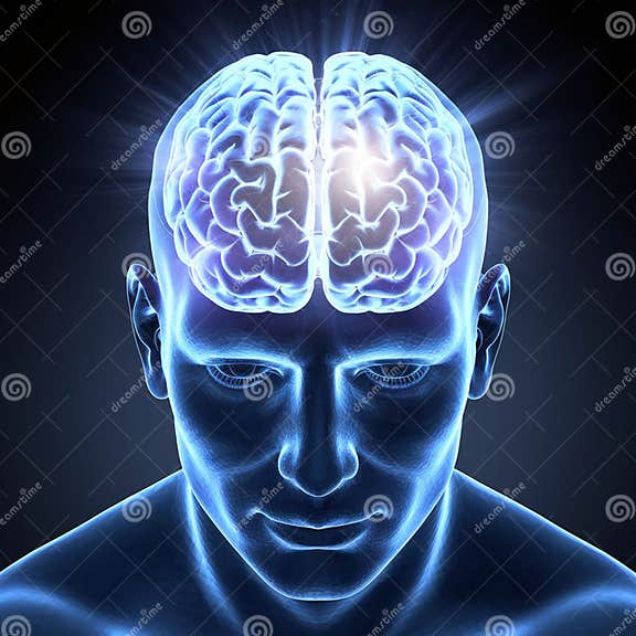 Human brain picture stock illustration. Illustration of design - 351174314