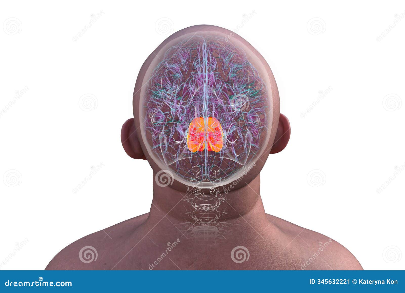 Human Brain with the Pons Highlighted in Red, 3D Illustration Stock ...